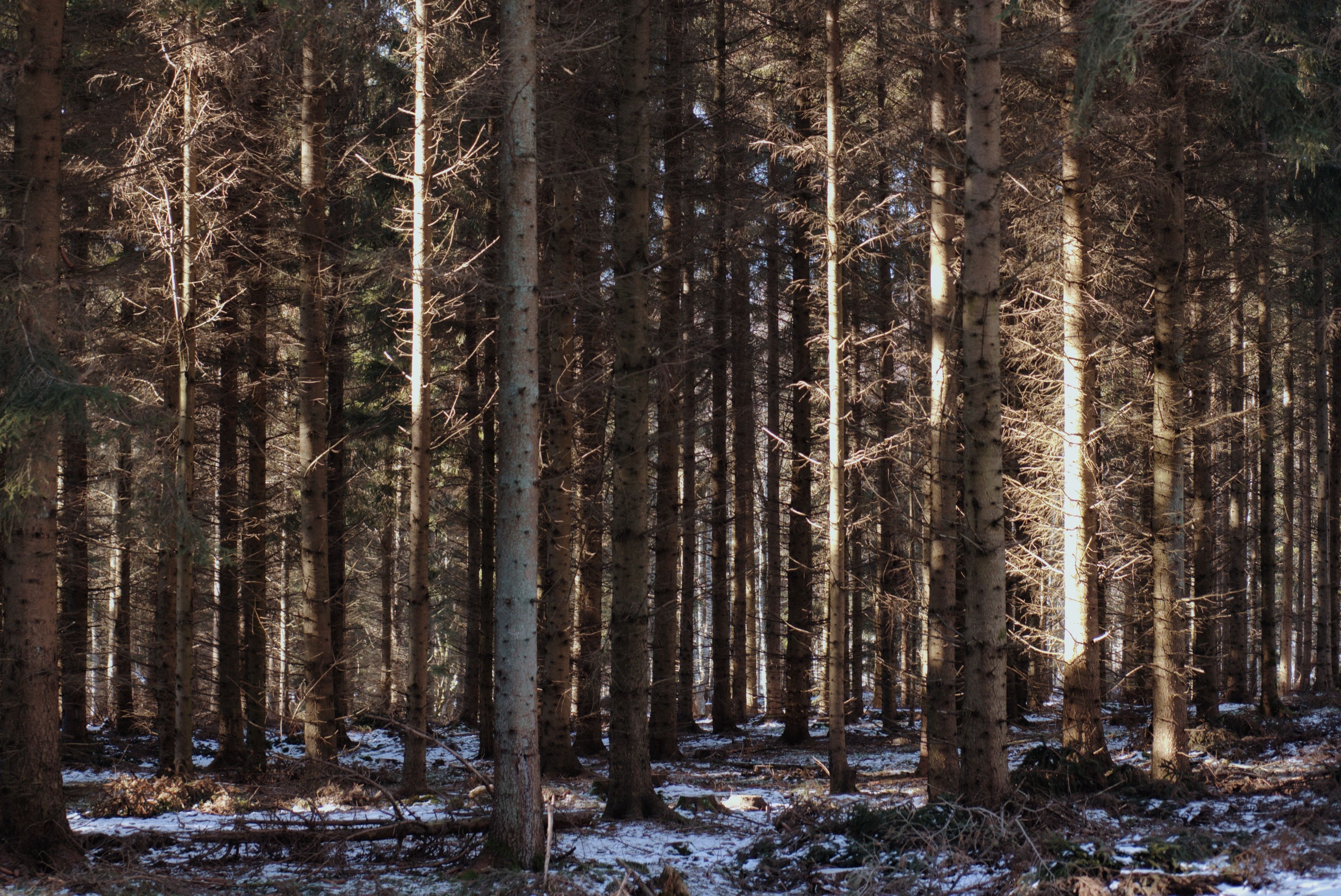 Trees in the Forest · Free Stock Photo