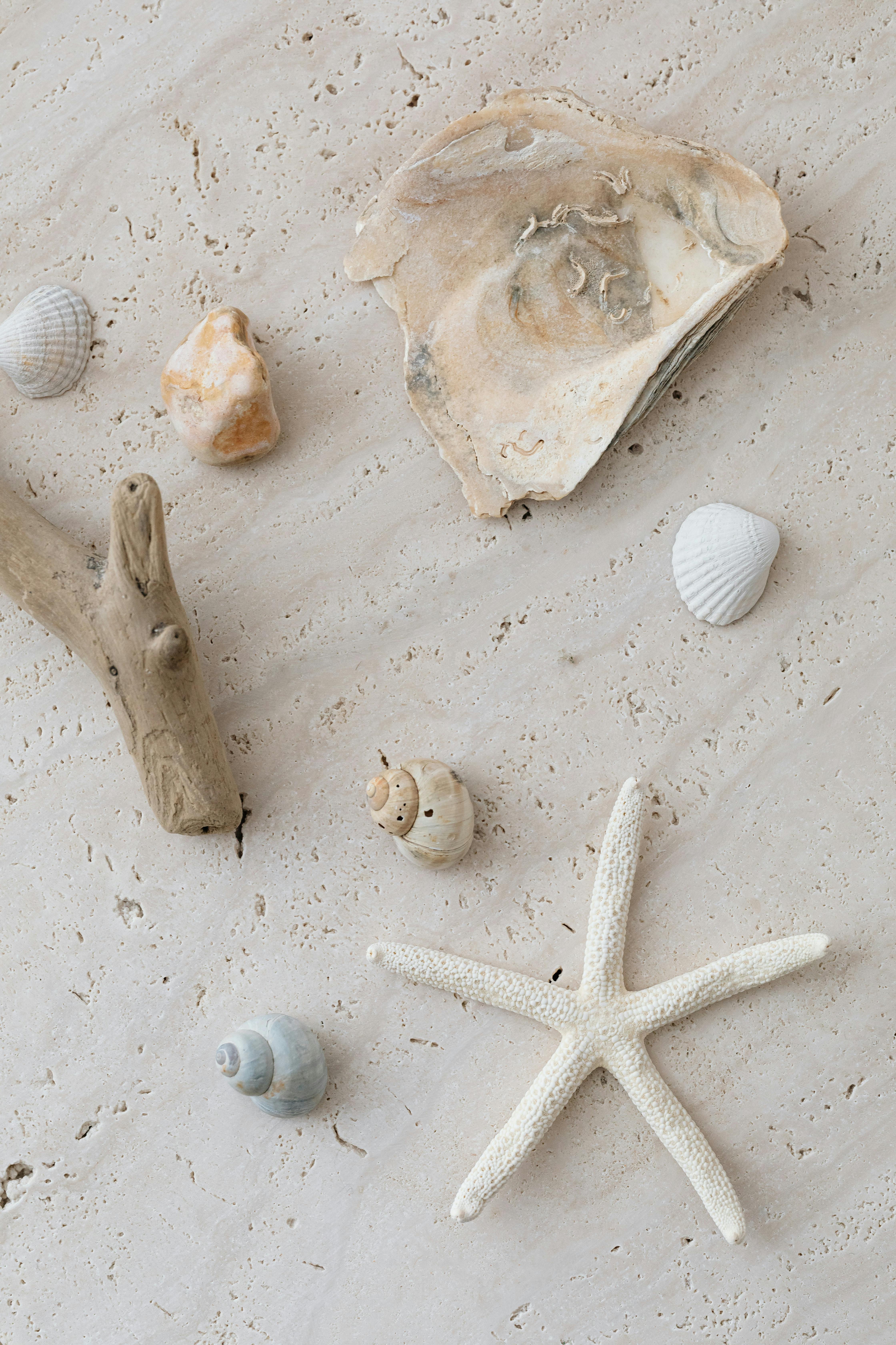 Beautiful Delicate Seashells · Free Stock Photo