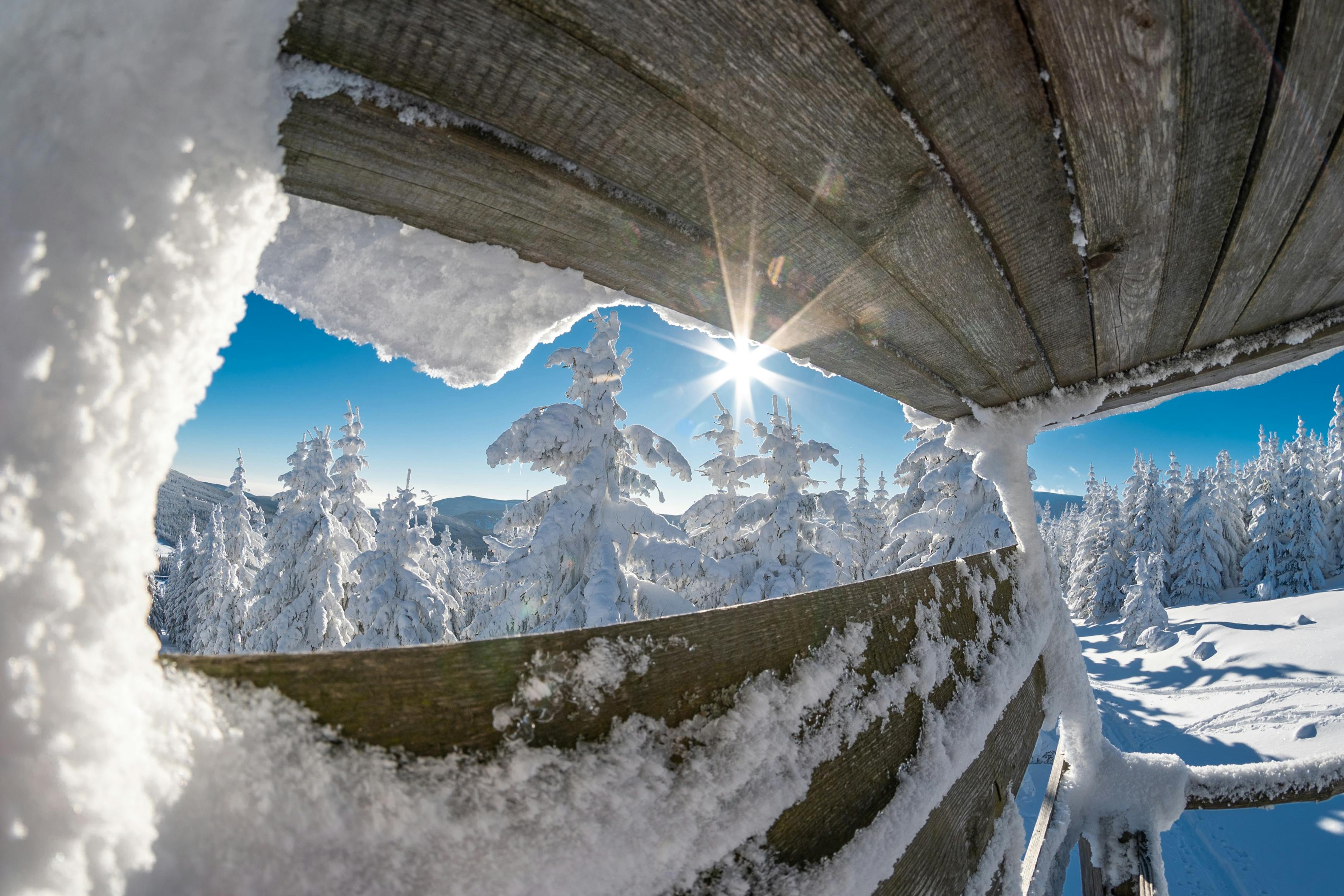 Evergreen trees in winter forest against cloudy sky · Free Stock Photo