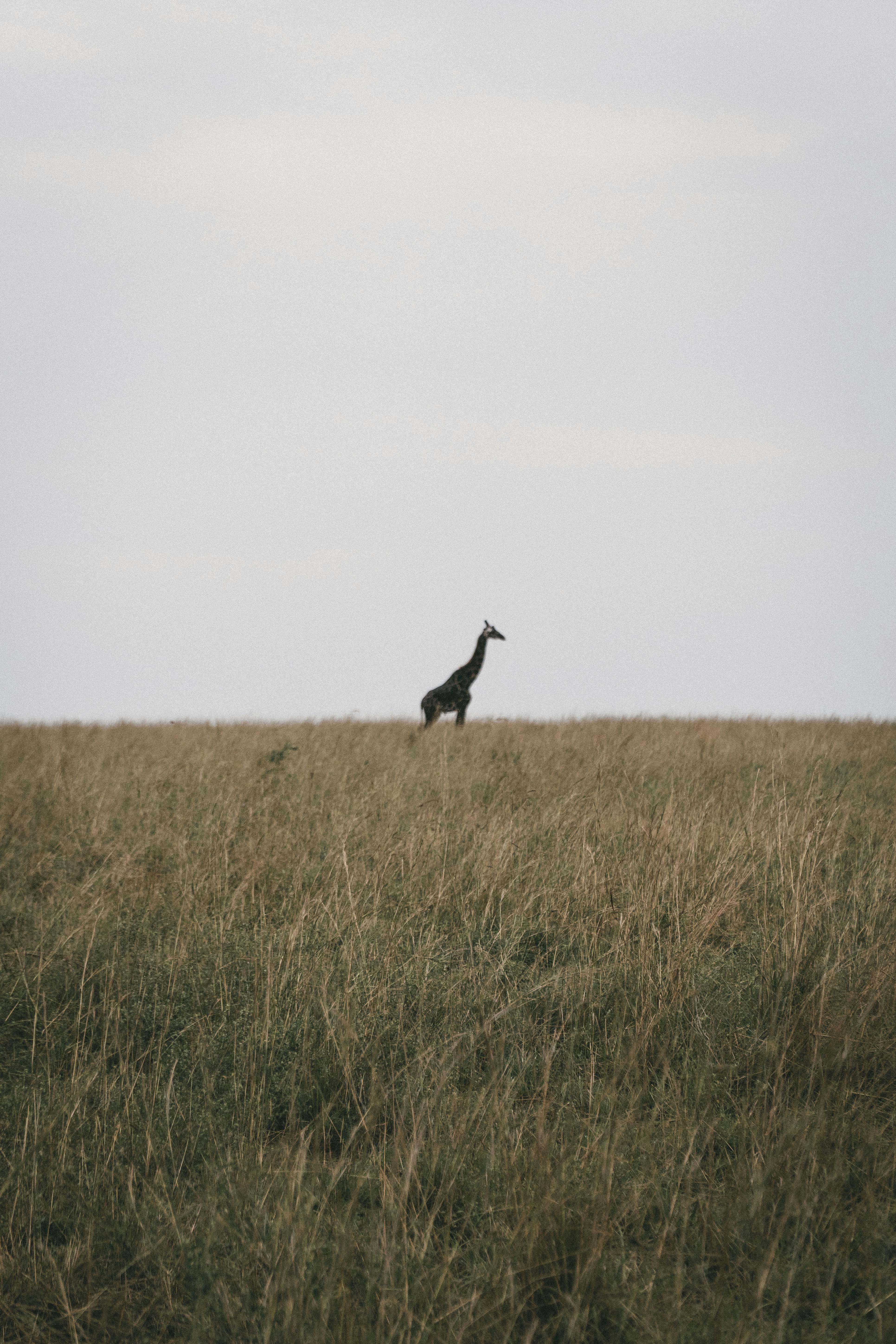 A Giraffe in a Grassland · Free Stock Photo