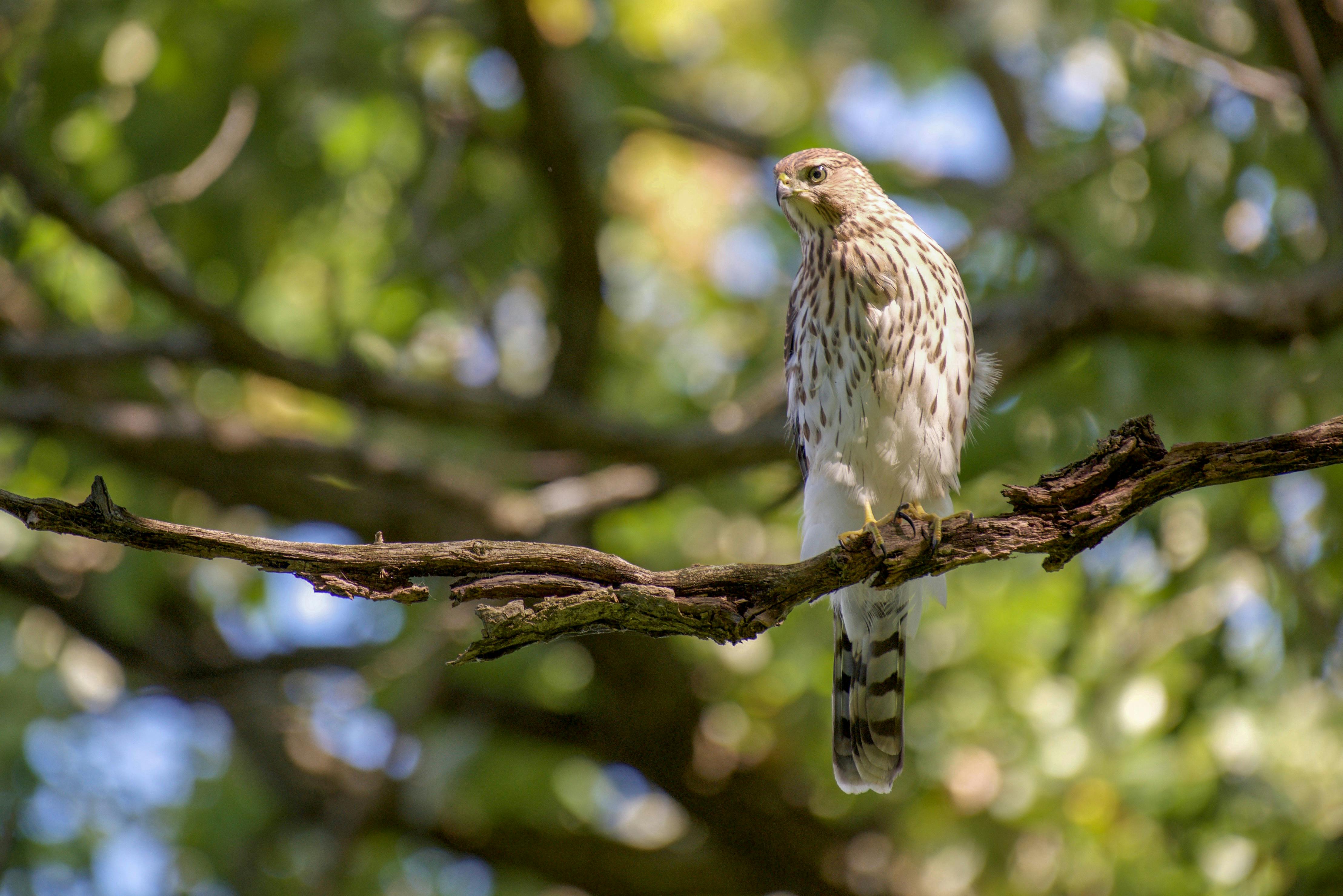 A Hawk Perched on a Branch · Free Stock Photo