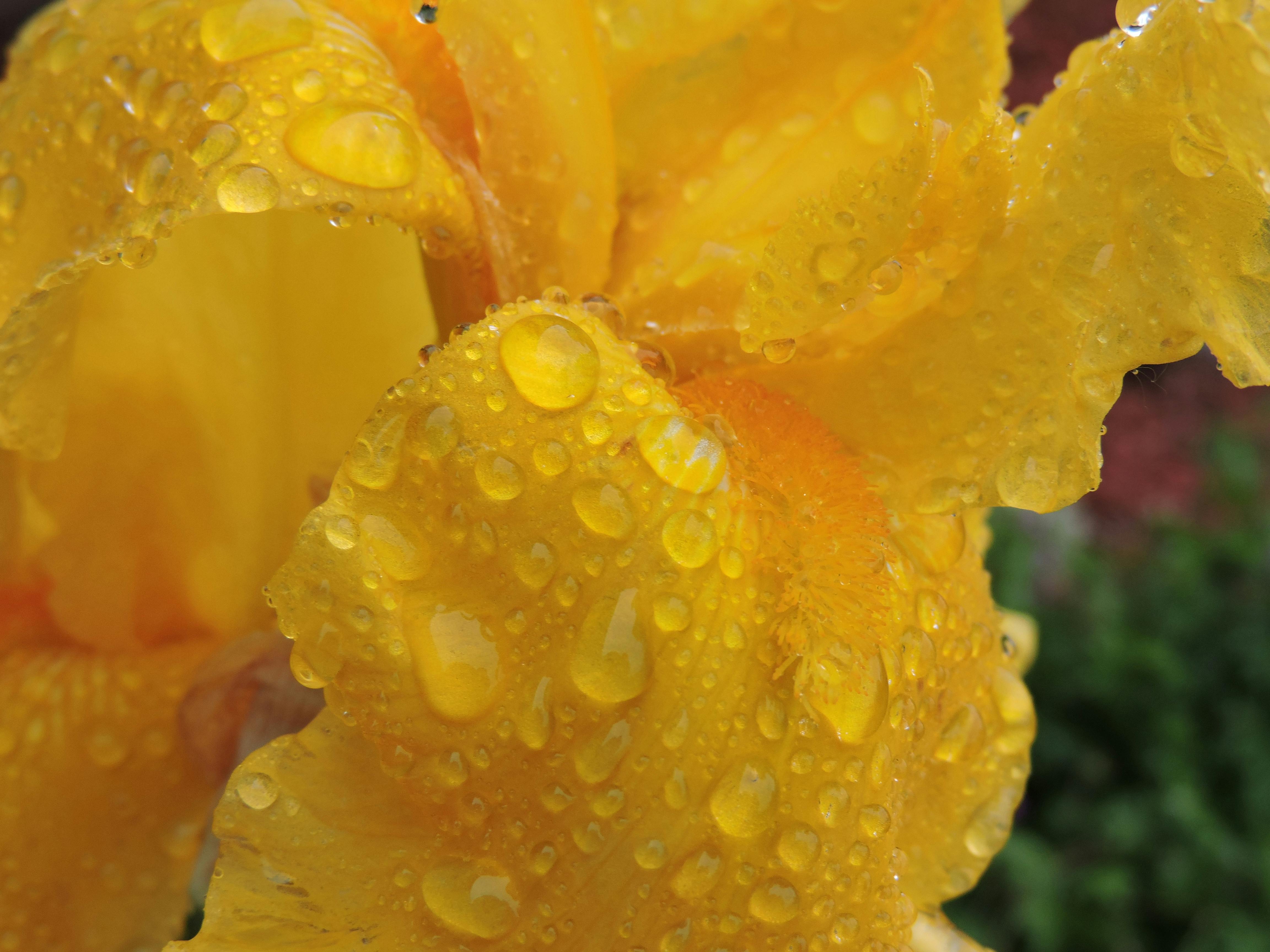 Free stock photo of flower, raindrops, yellow flower