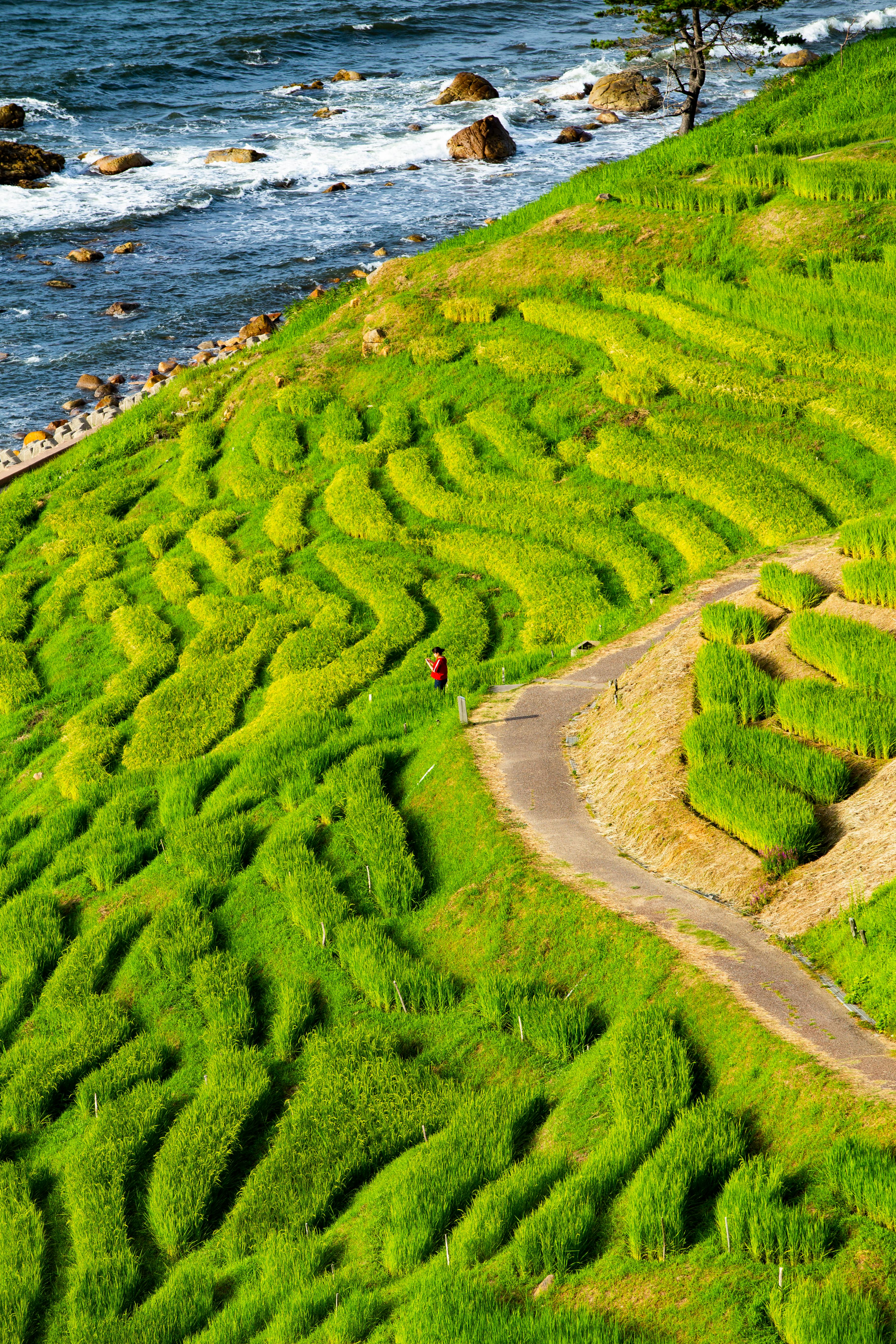 Aerial Shot Farm Field Beside the Beach · Free Stock Photo