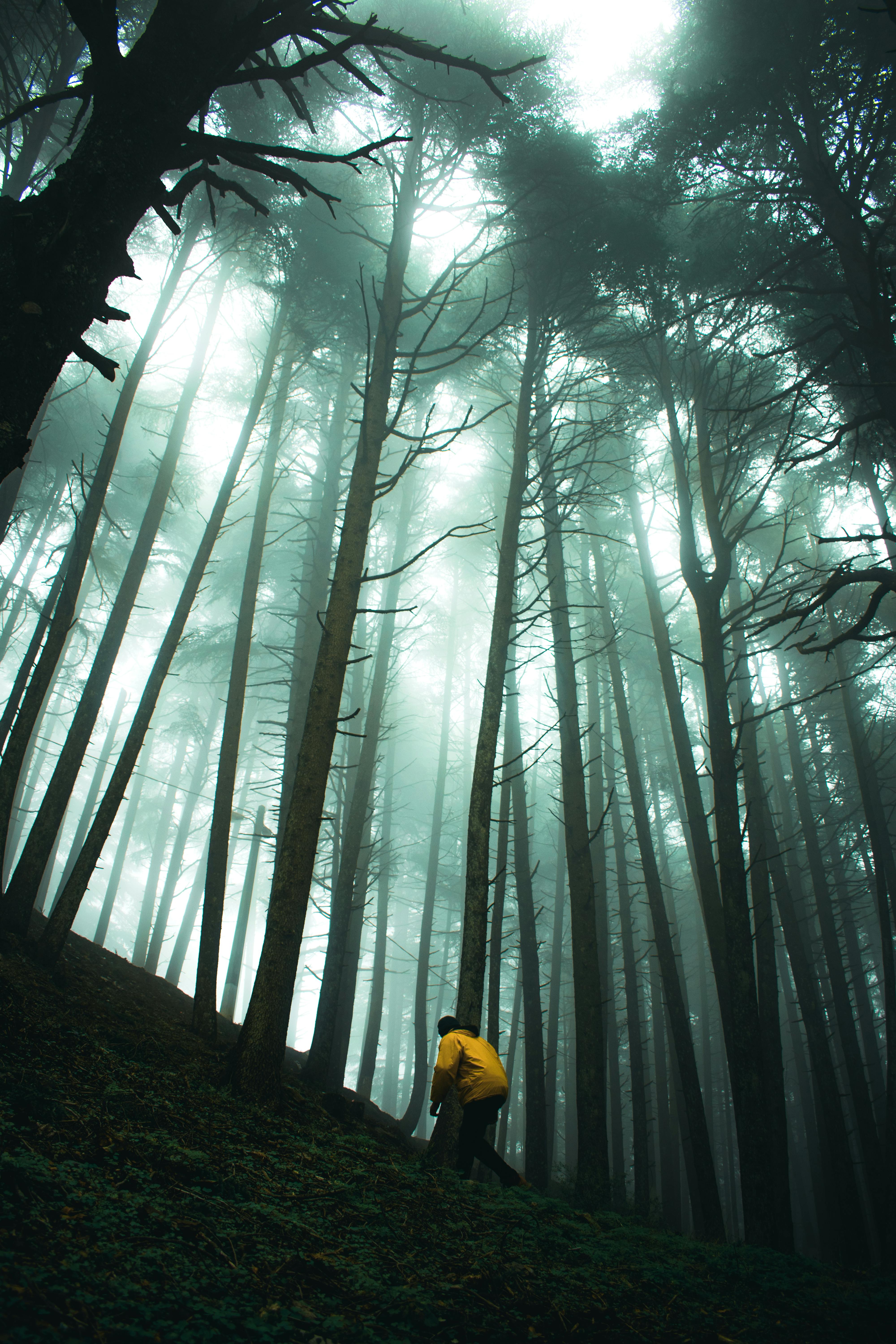 Man In The Middle Of Tall Trees · Free Stock Photo