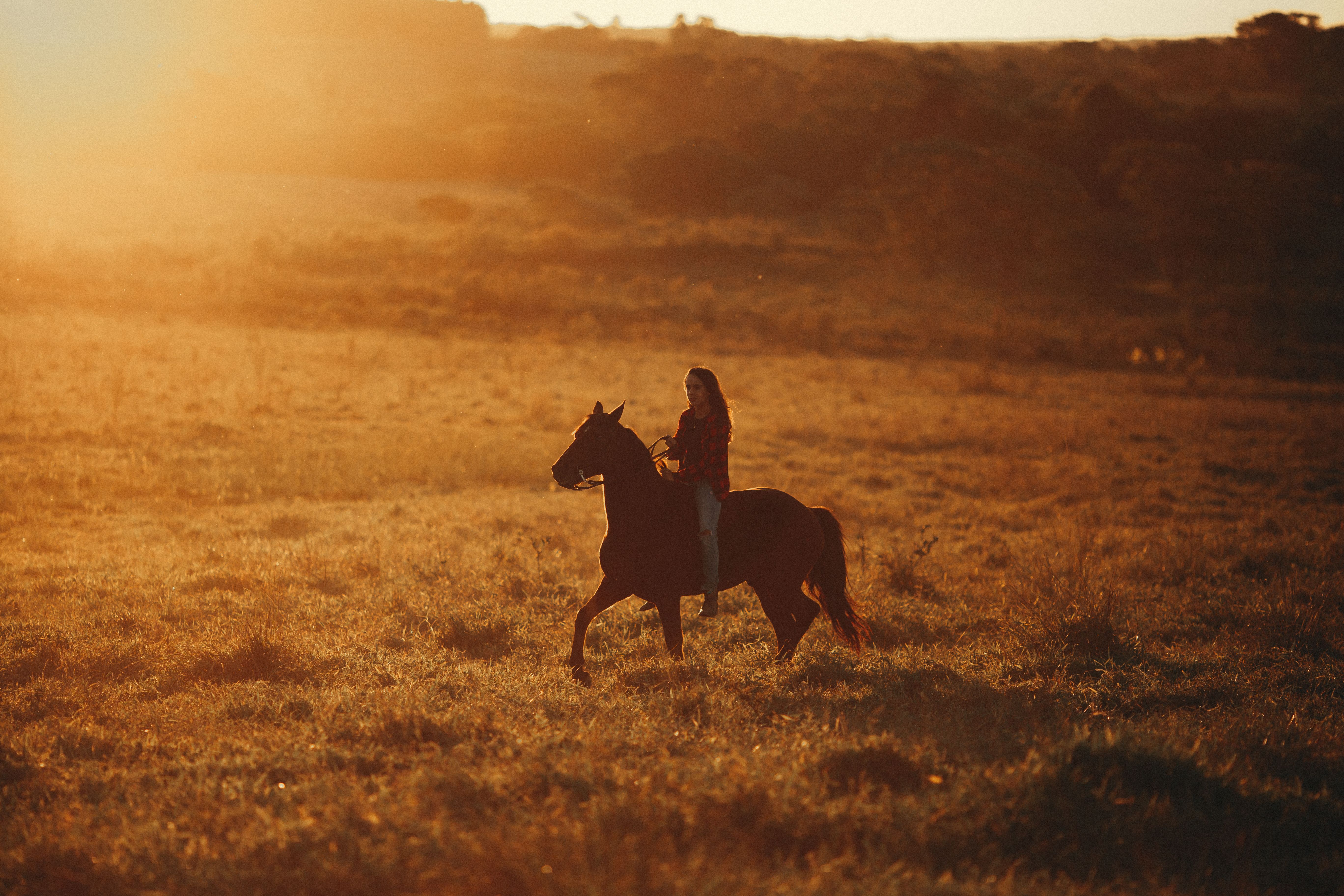 Woman on horse jogging in field · Free Stock Photo