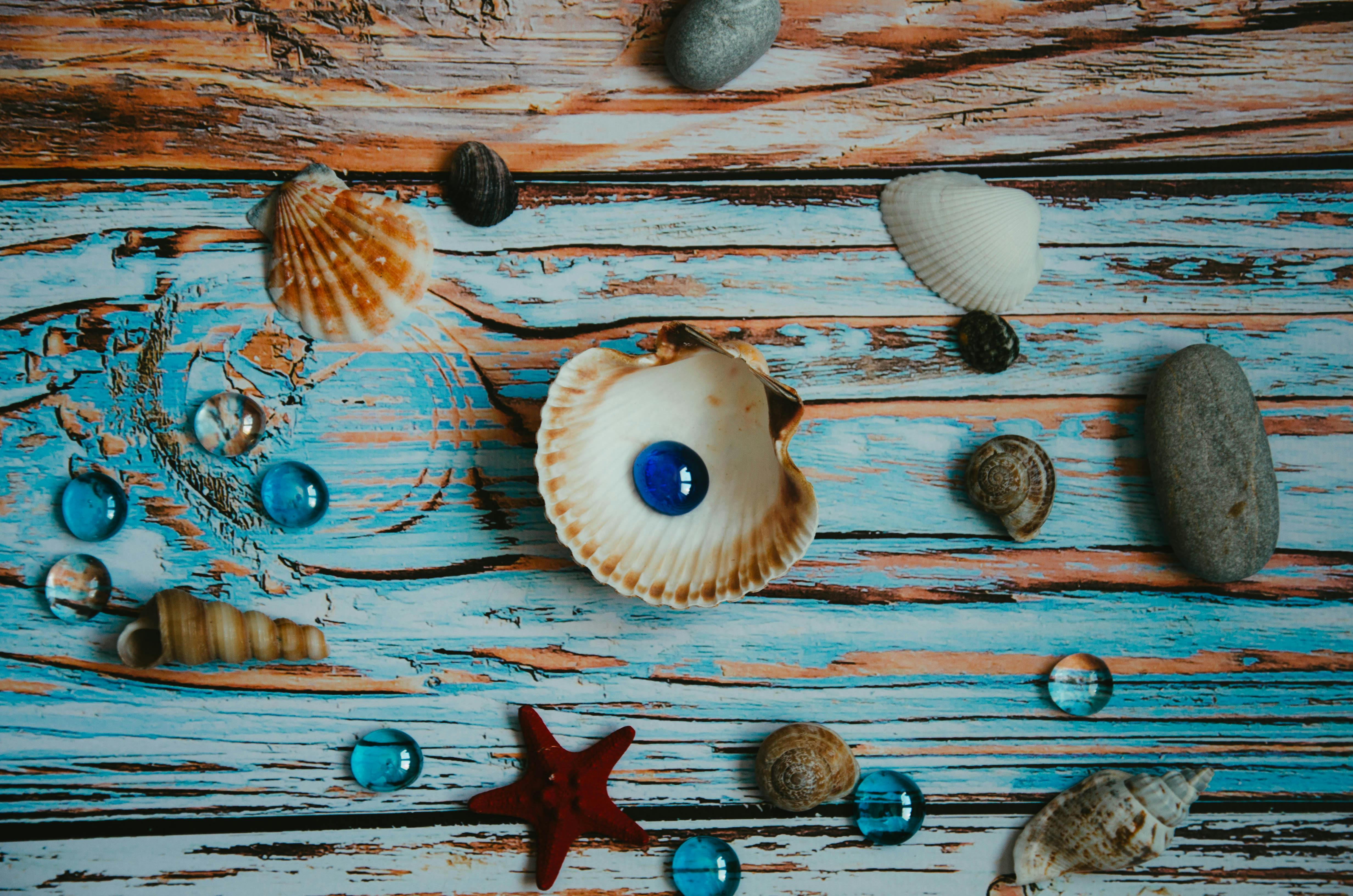 Shells on Beach · Free Stock Photo