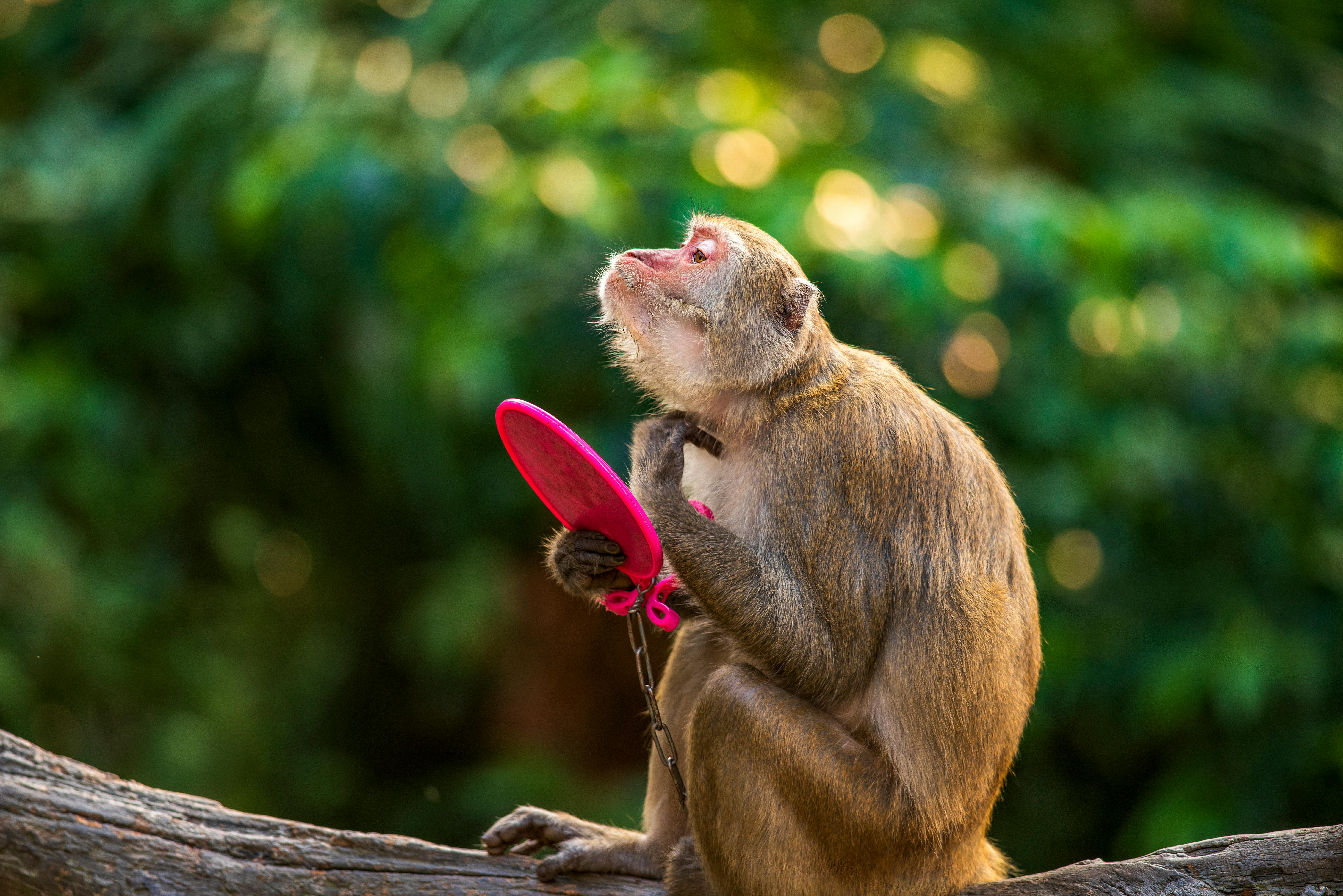 A Brown Monkey Holding Pink Mirror · Free Stock Photo