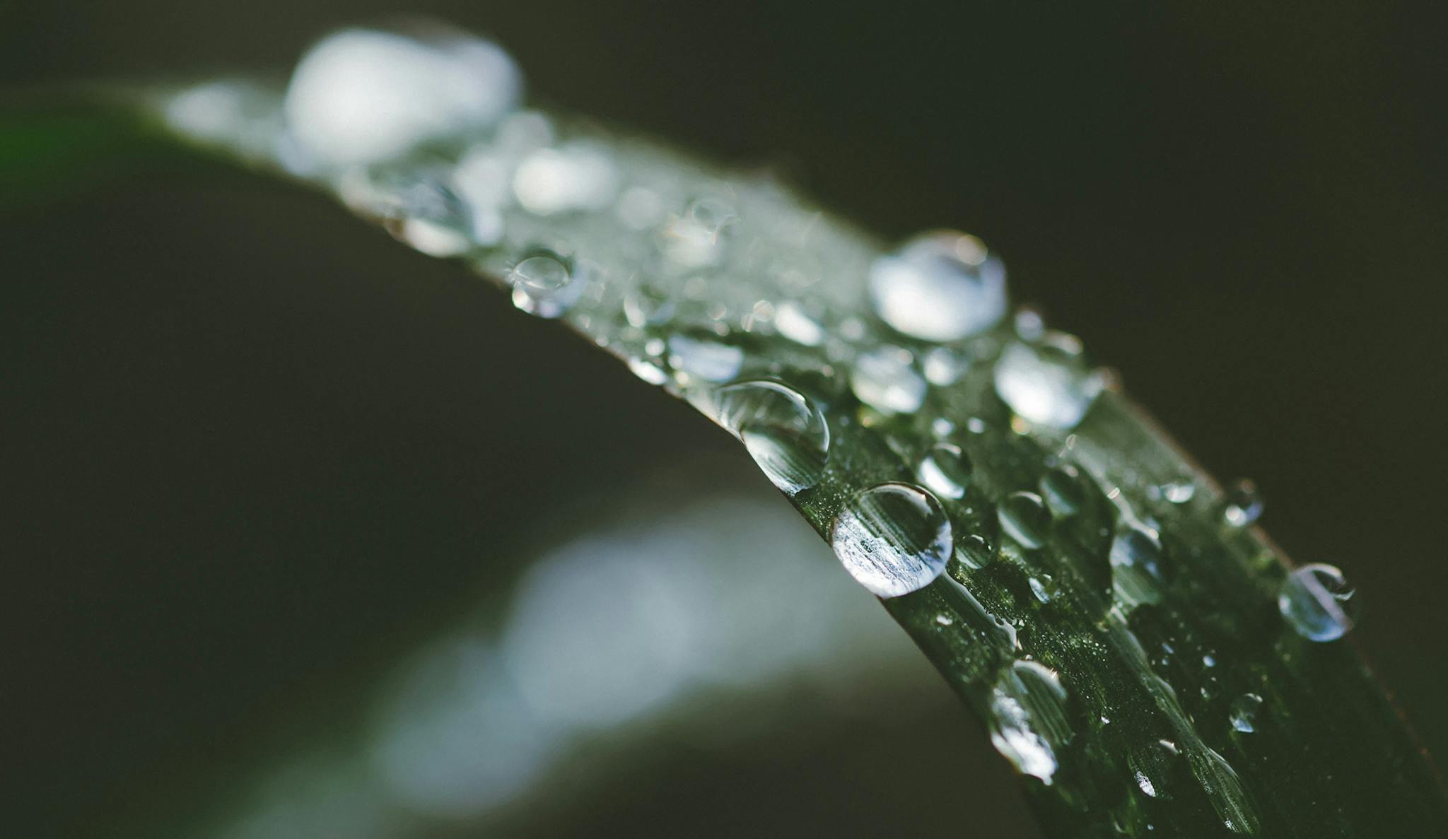 Closeup Photography of Dew · Free Stock Photo