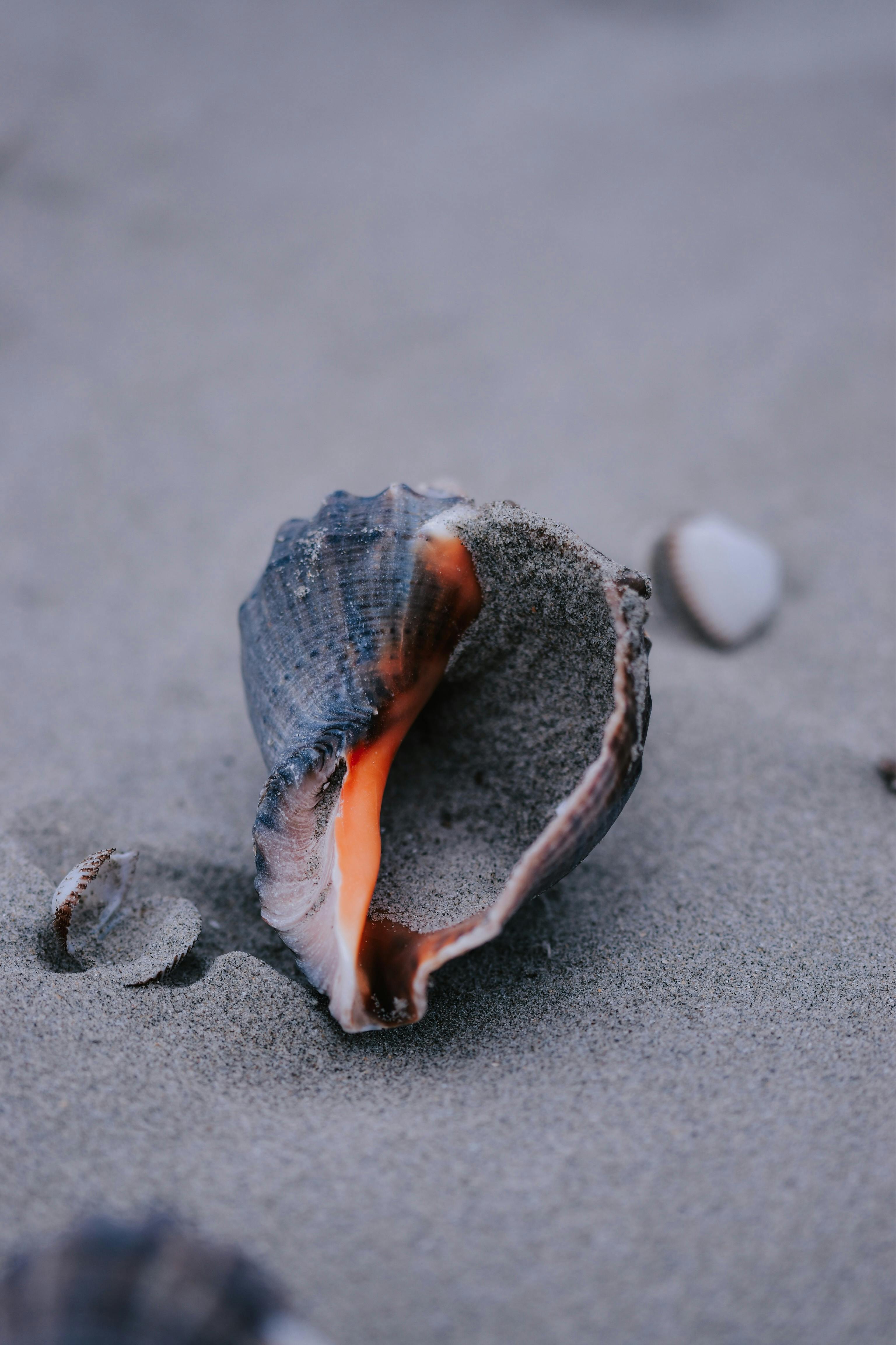 Wet veined rapa whelk shell on sandy seashore · Free Stock Photo