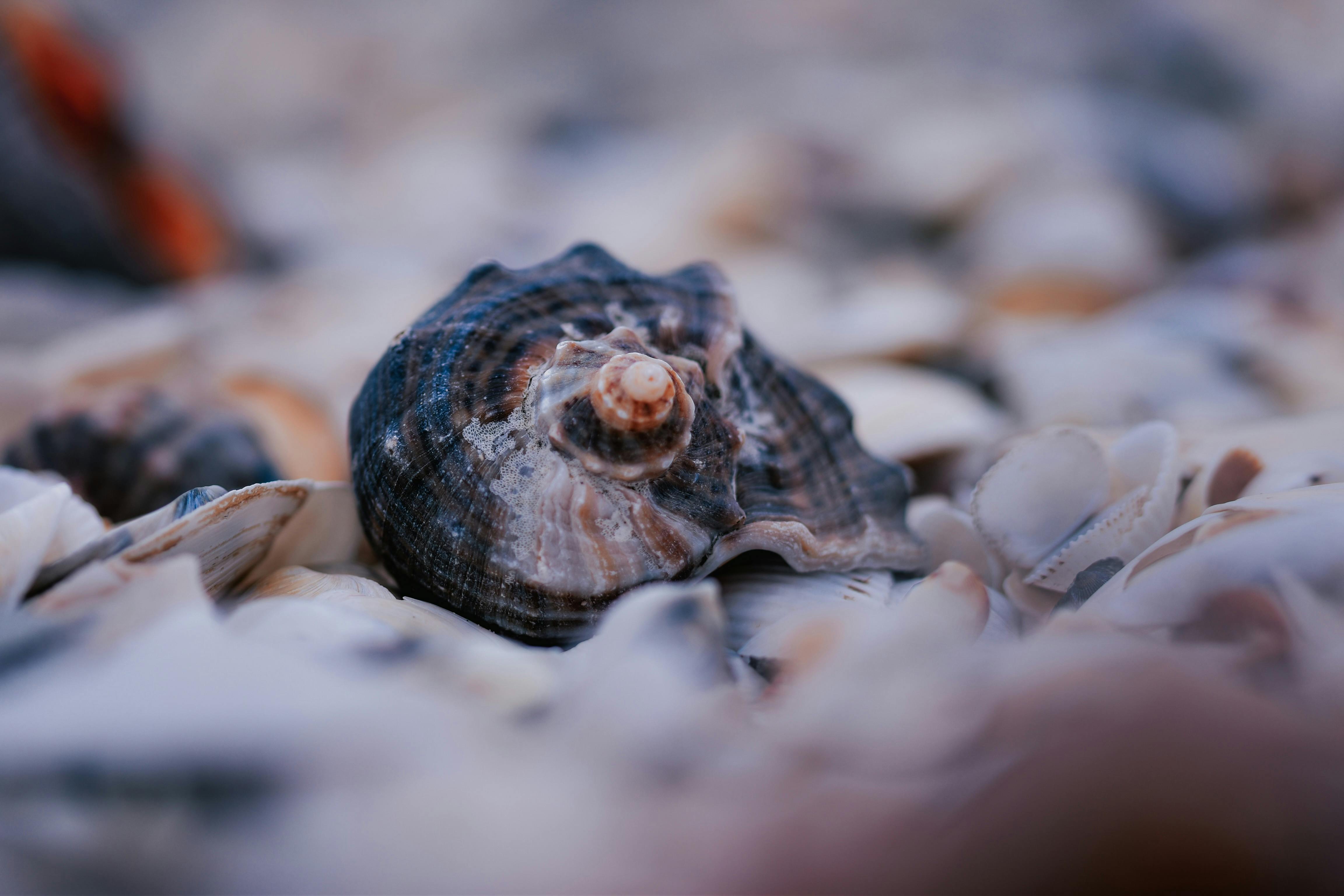 Wet veined rapa whelk shell on sandy seashore · Free Stock Photo