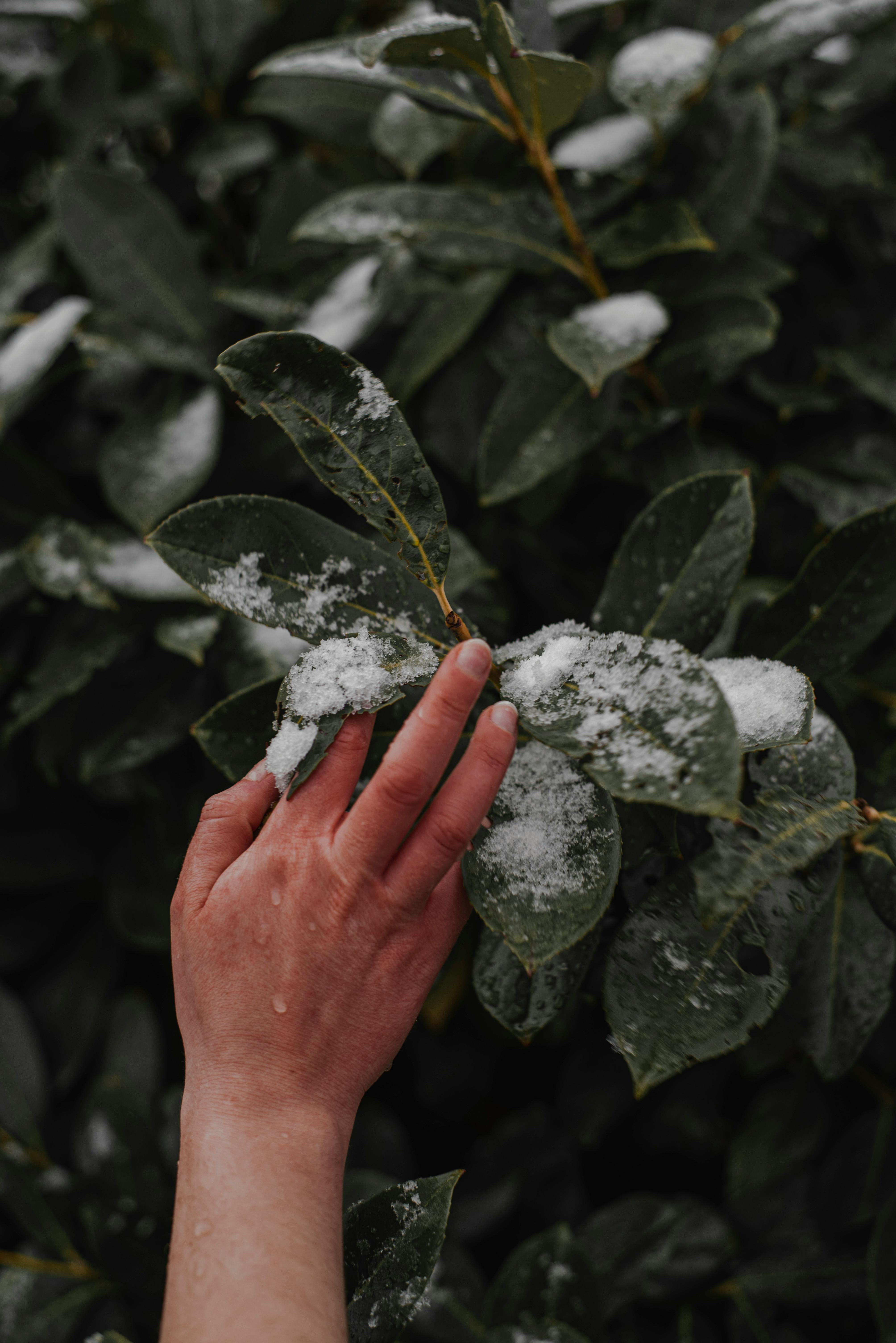 Hand Touching Snow Photos, Download The BEST Free Hand Touching Snow ...