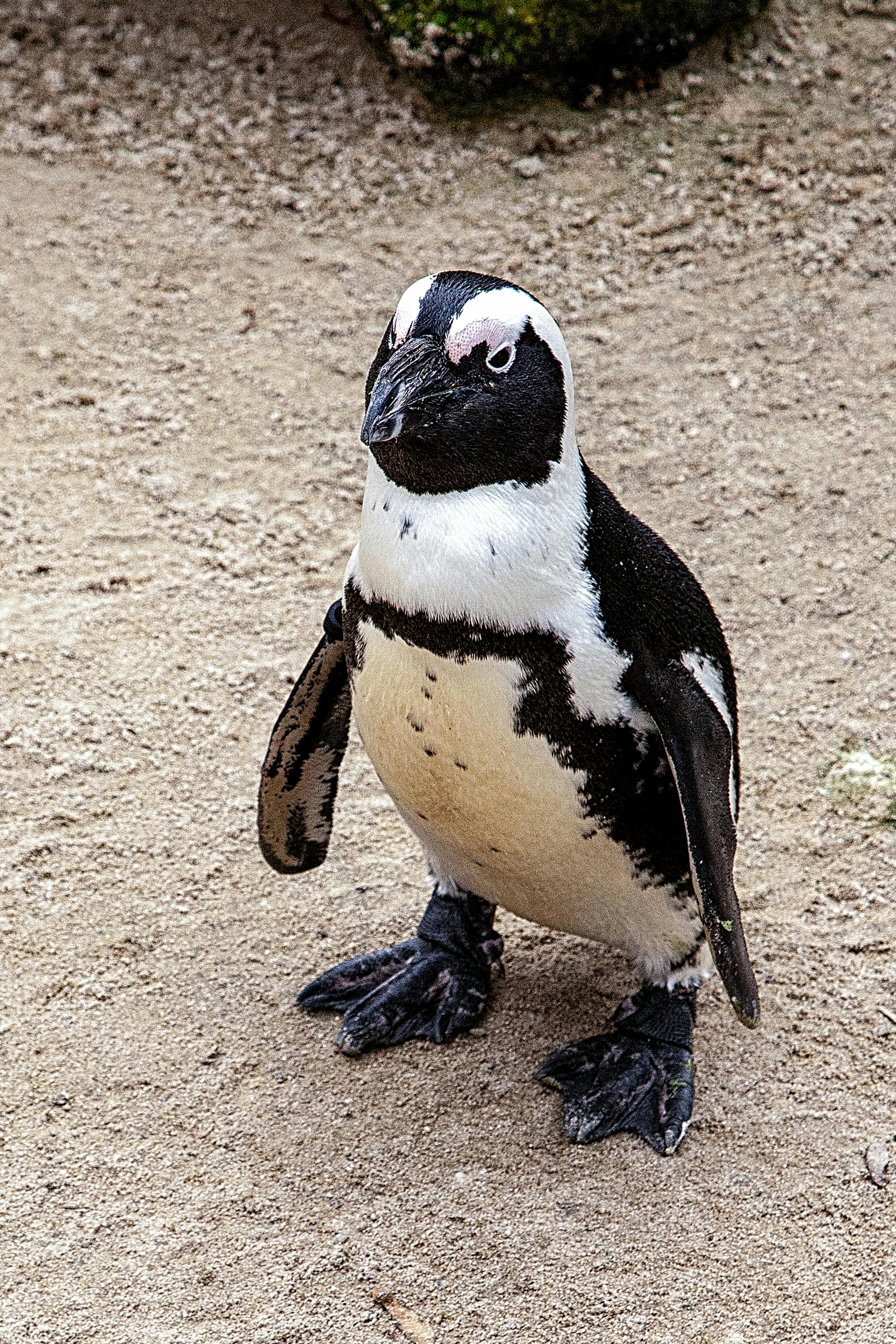 White and Black Penguin · Free Stock Photo