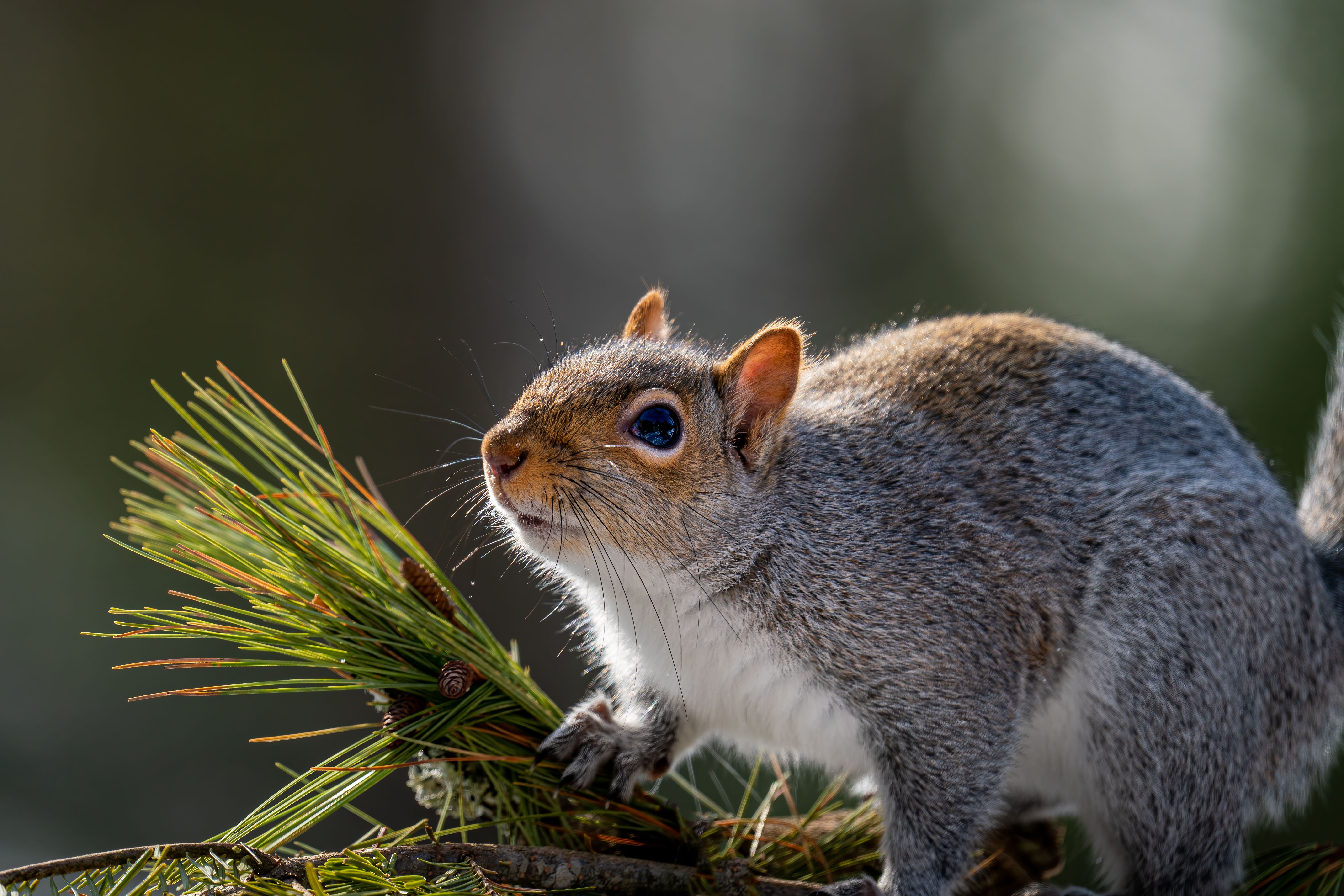 Cute squirrel sitting on branch · Free Stock Photo