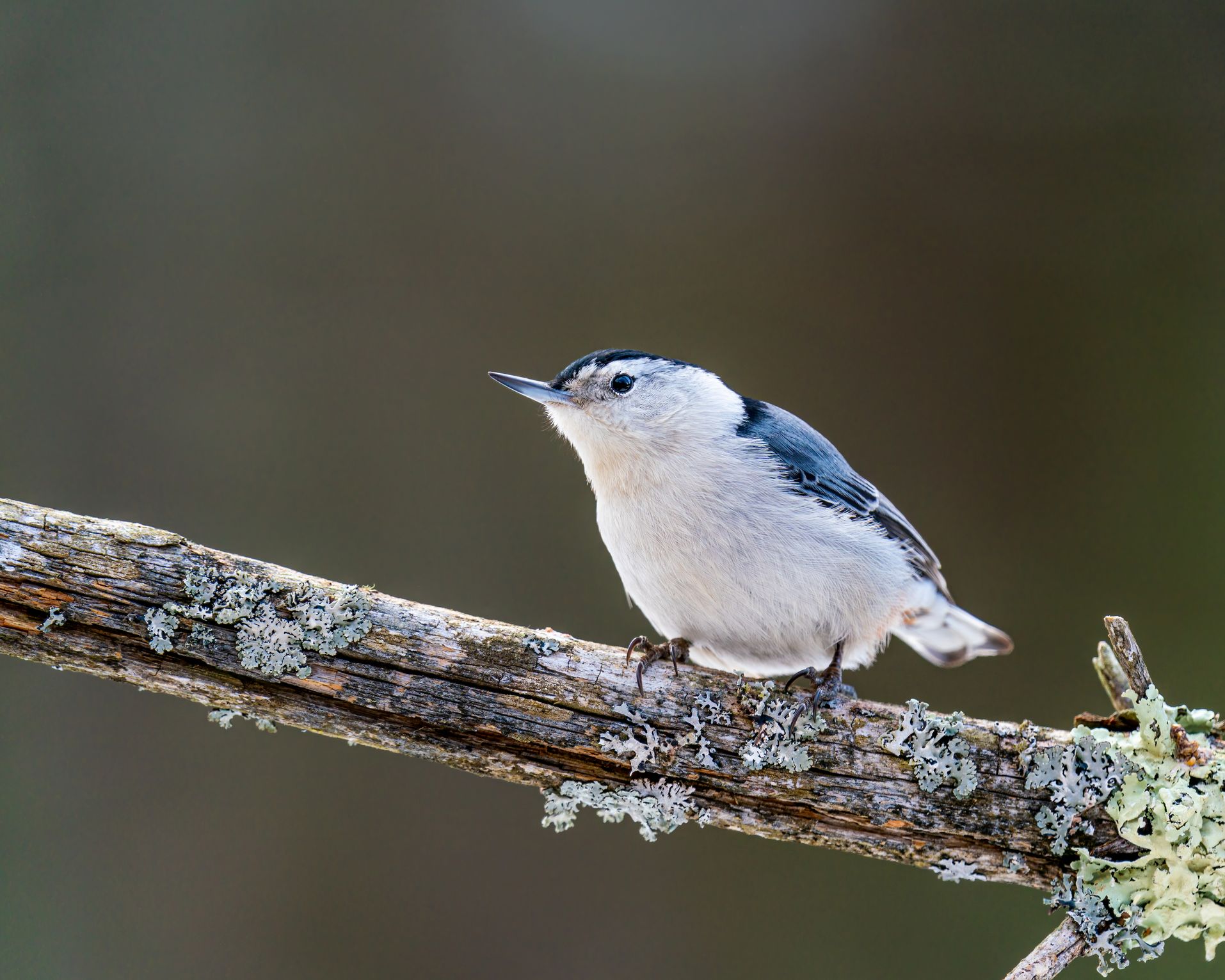 White Breasted Nuthatch Nest: From Egg to Fledgling