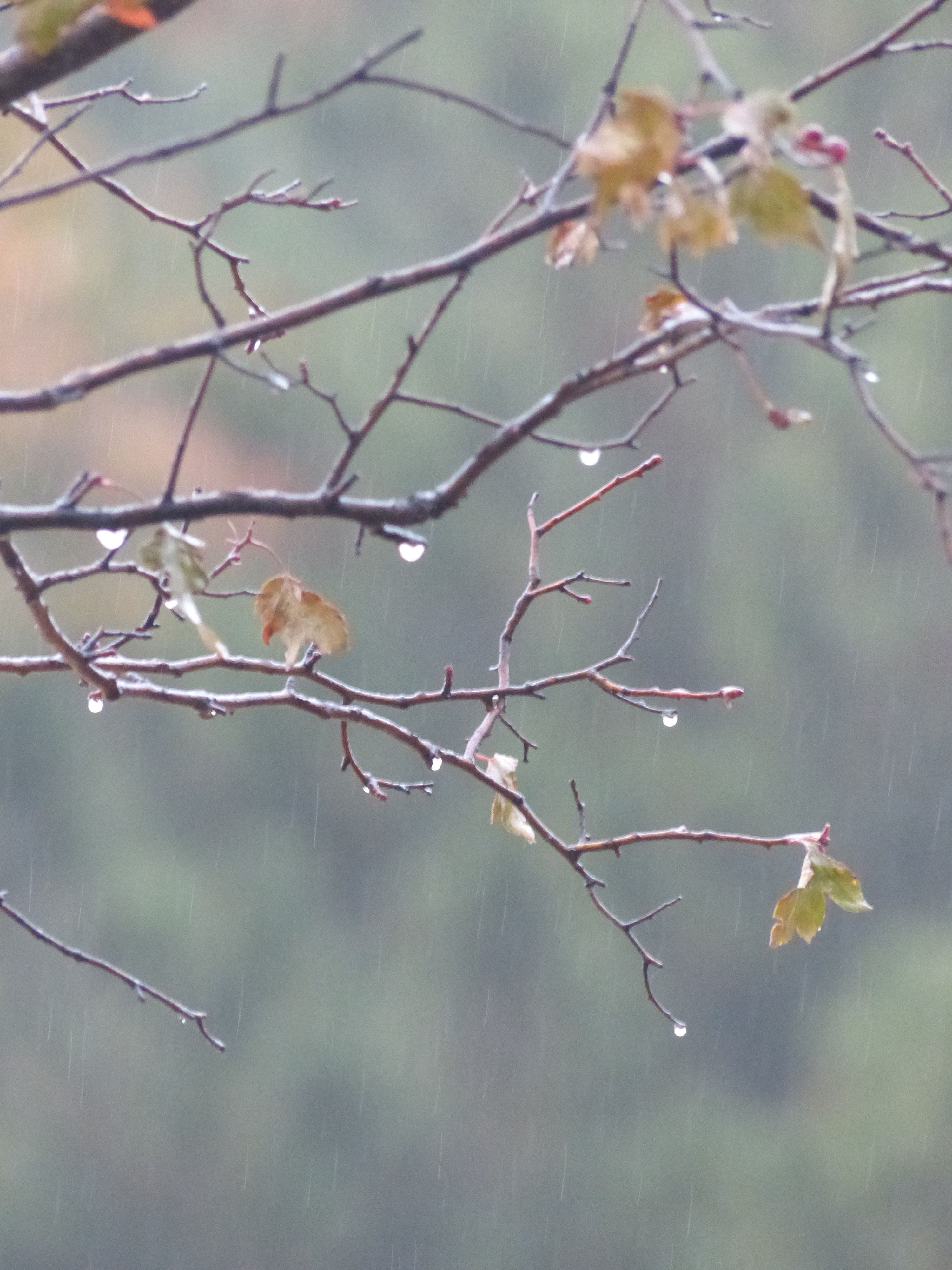 Free stock photo of after the rain, trees