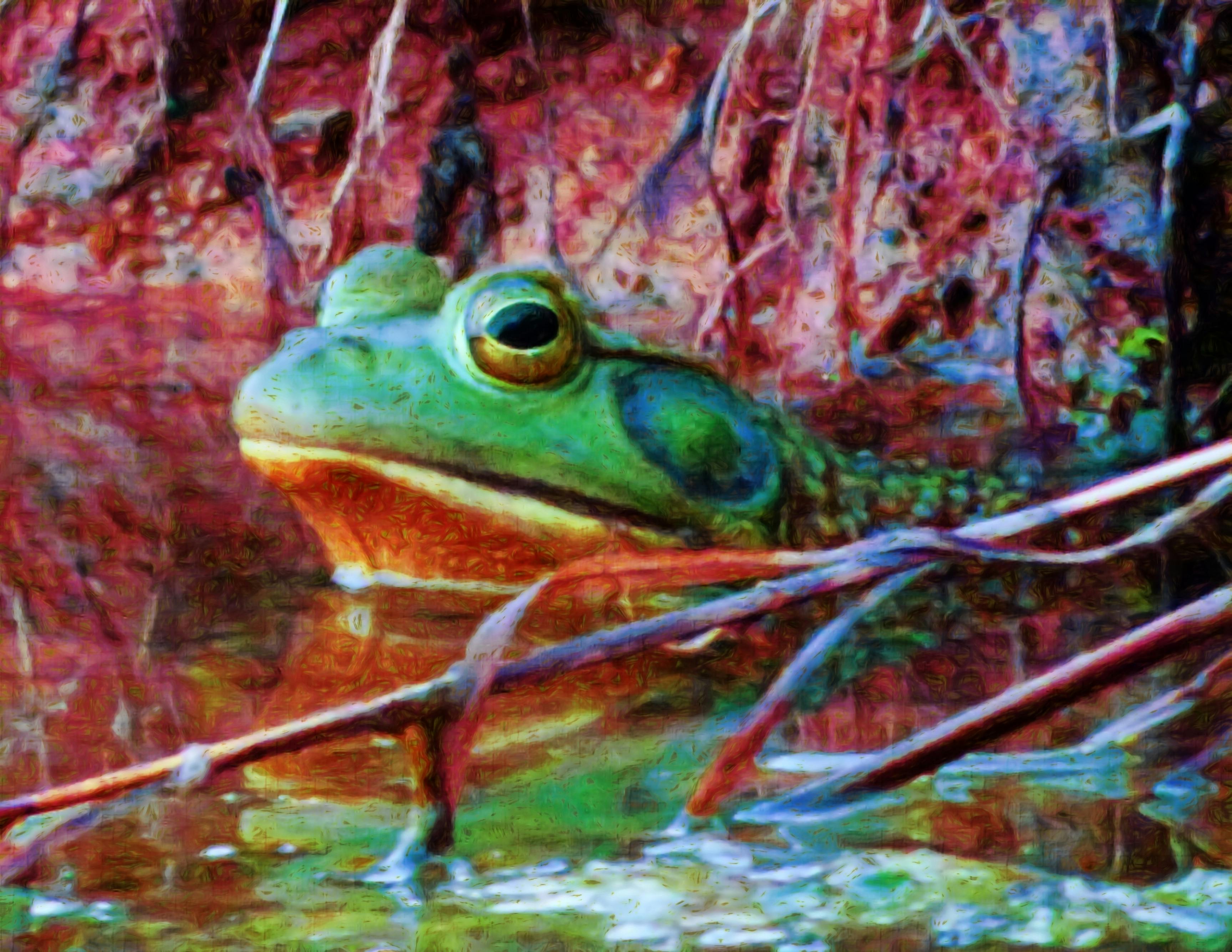 19 fotos y vídeos de Birds And Wildlife guardados por Dale Gardner