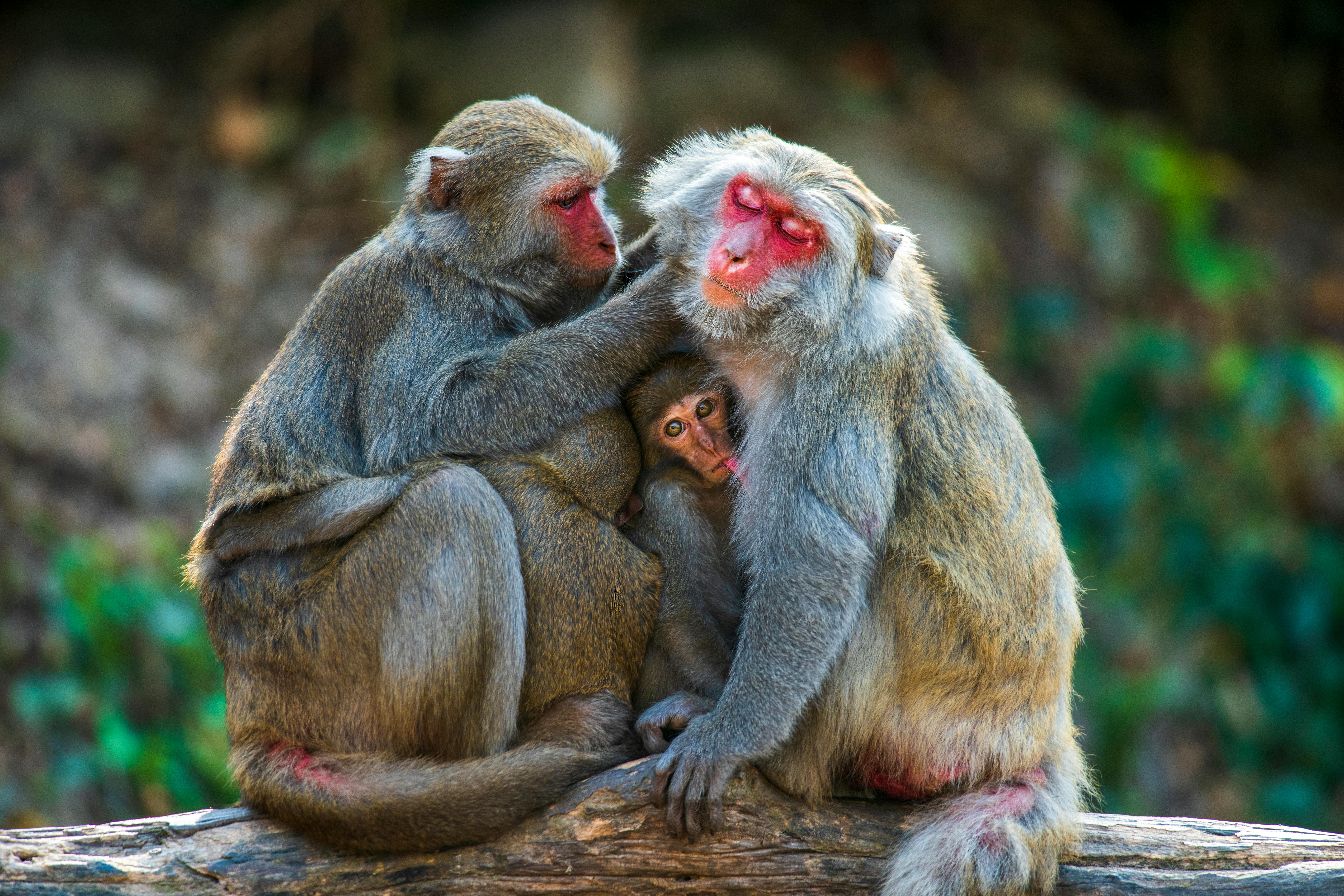 Primate Grooming Photos, Download The BEST Free Primate Grooming Stock ...
