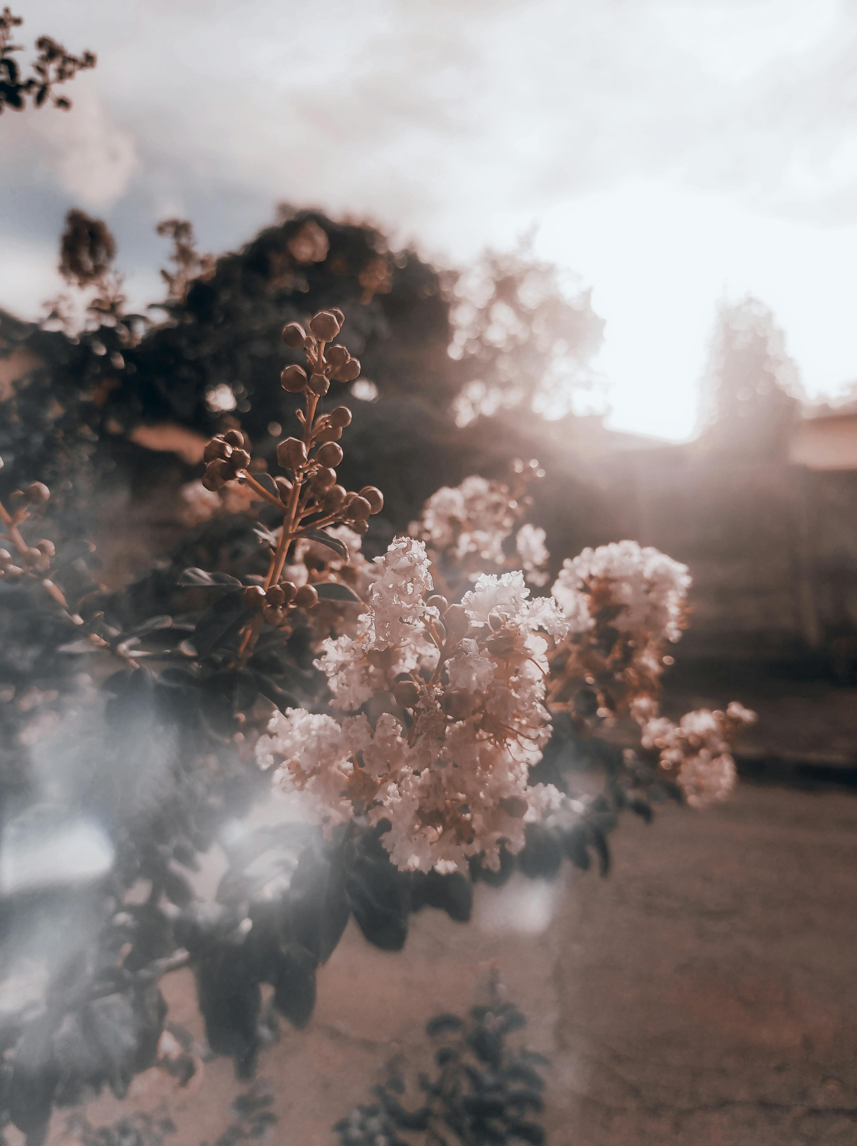 Lilac Sunset Photos, Download The BEST Free Lilac Sunset Stock Photos ...