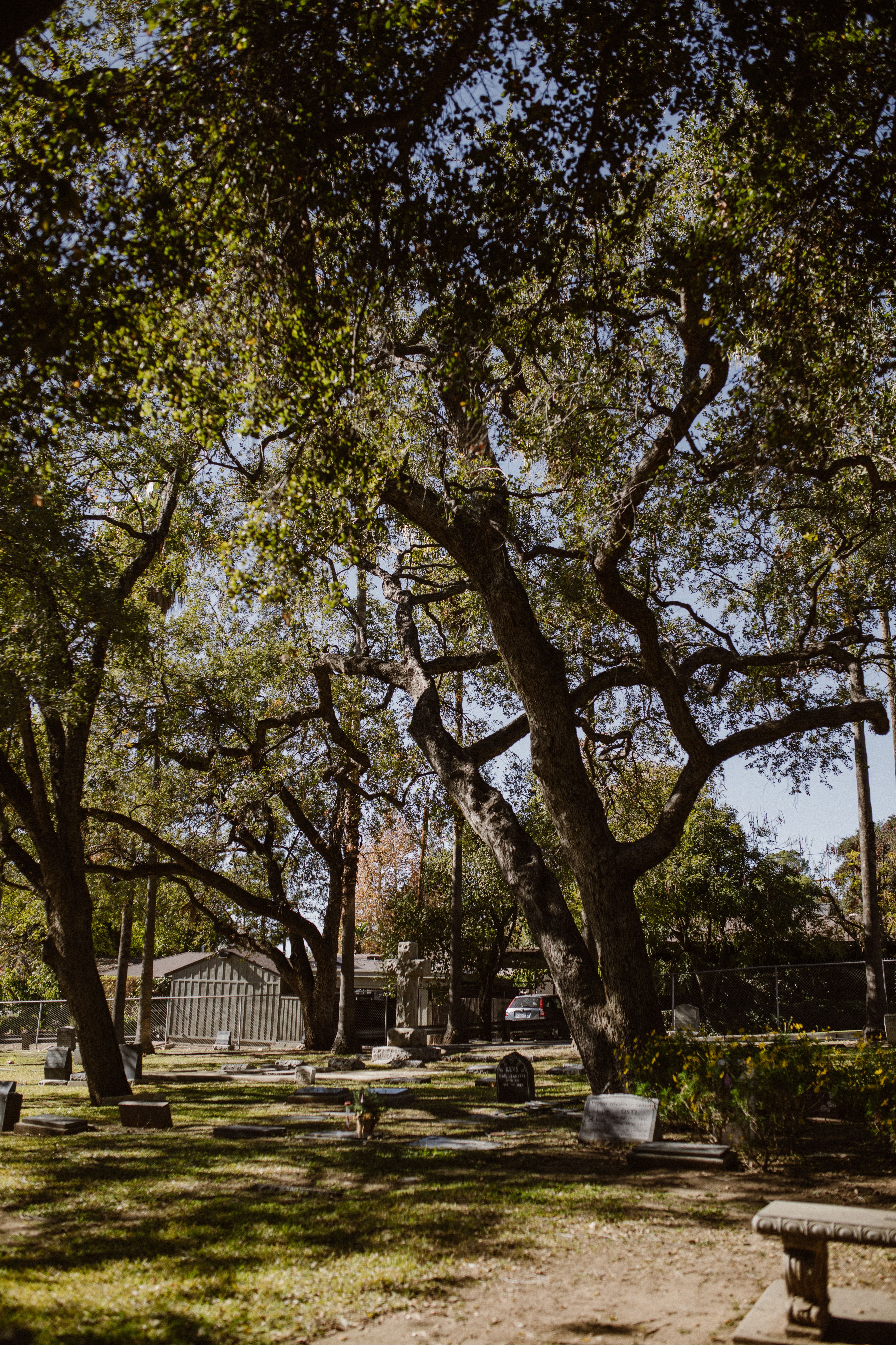Trees on a Cemetery · Free Stock Photo