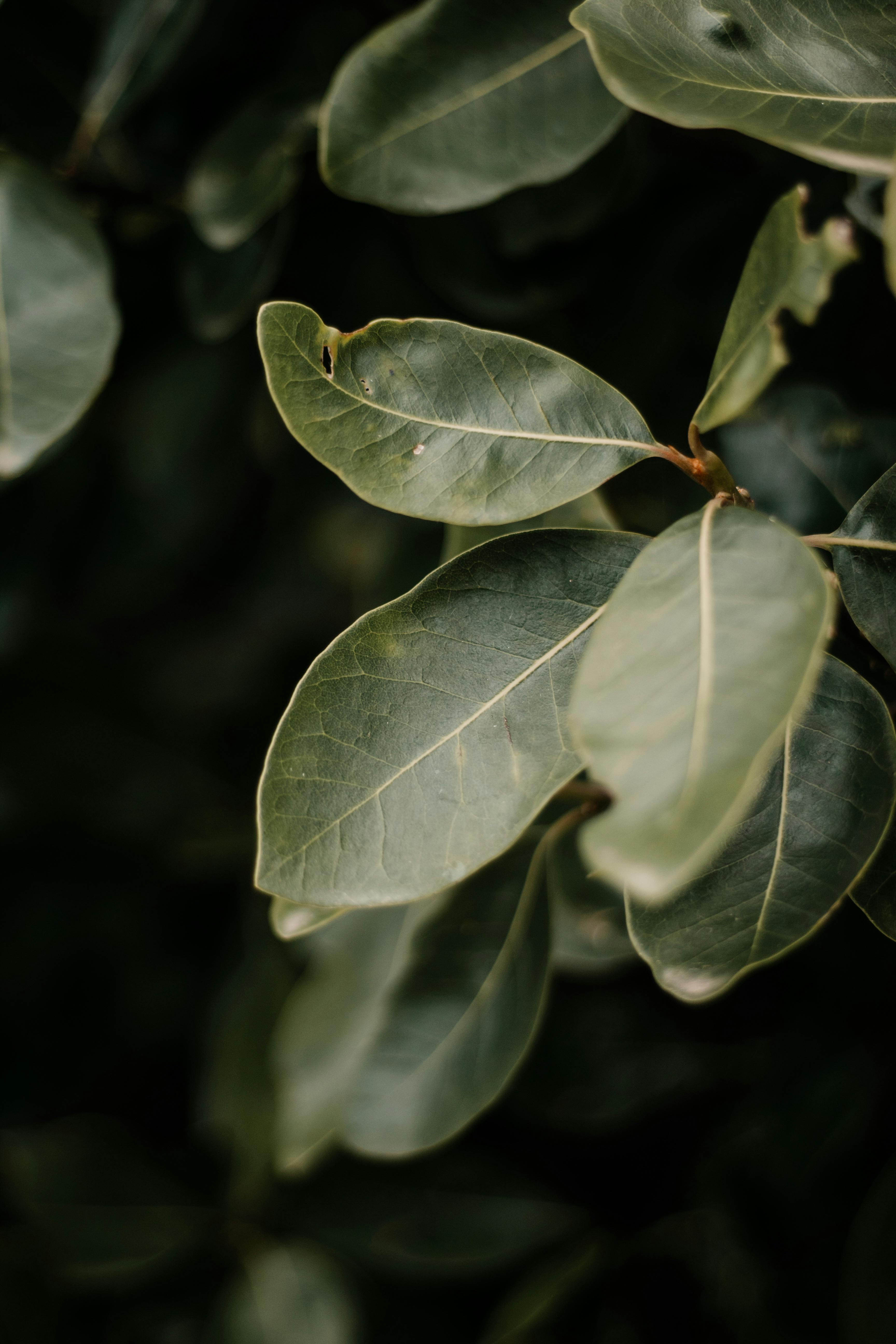 Dark Green Leaves of Plants · Free Stock Photo