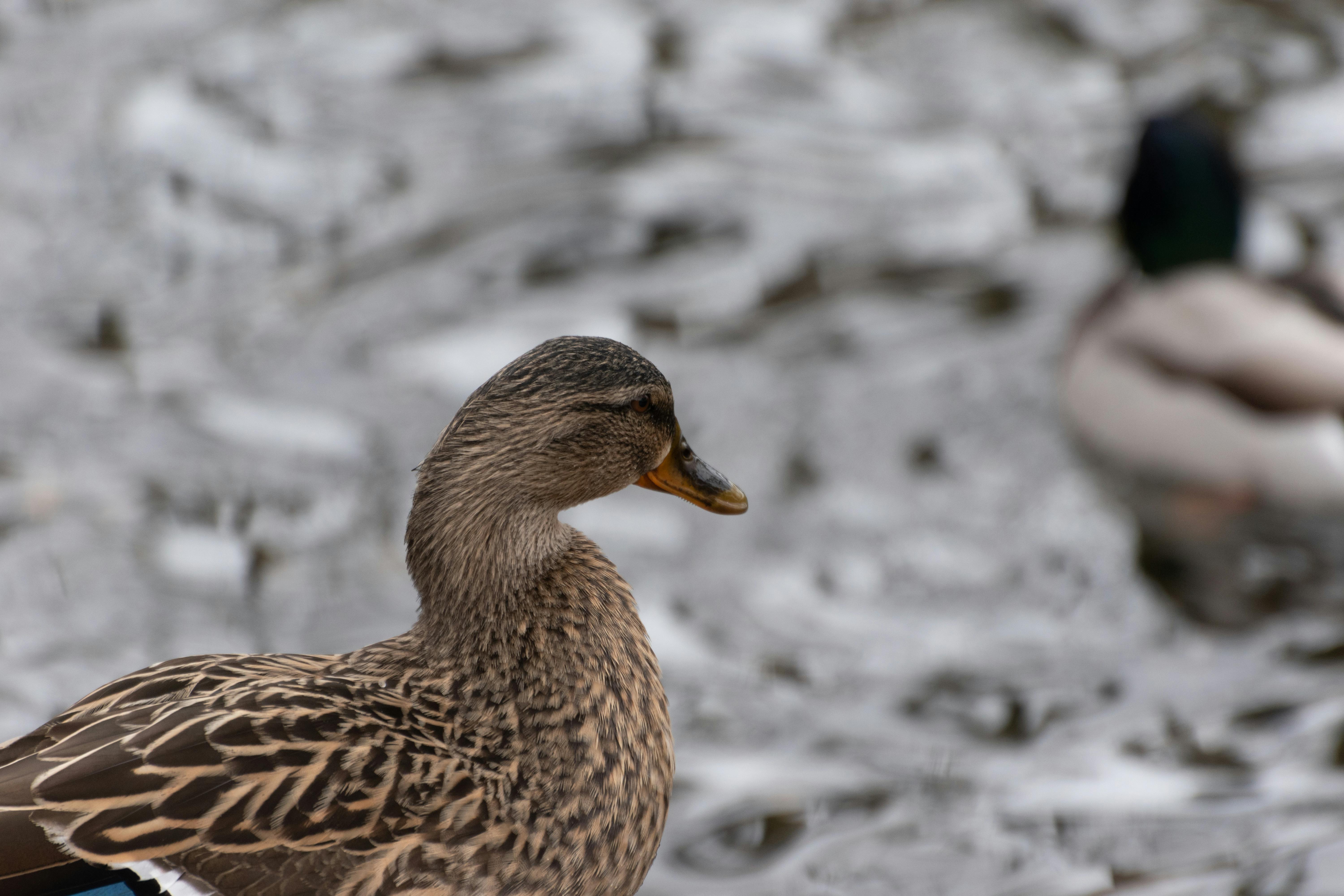 Drew Anderson - 사진