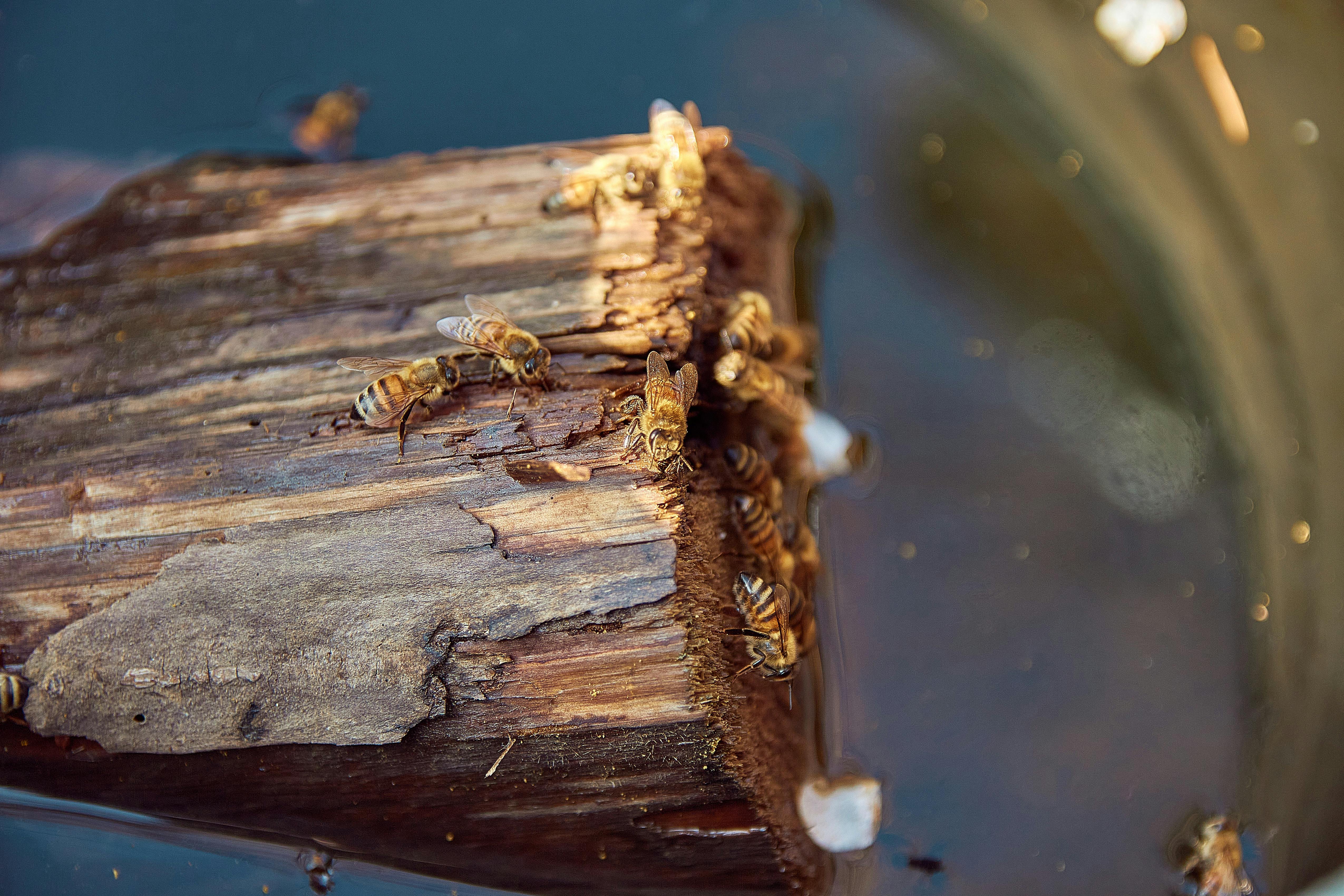 Bees Living In Log Photos, Download The BEST Free Bees Living In Log ...