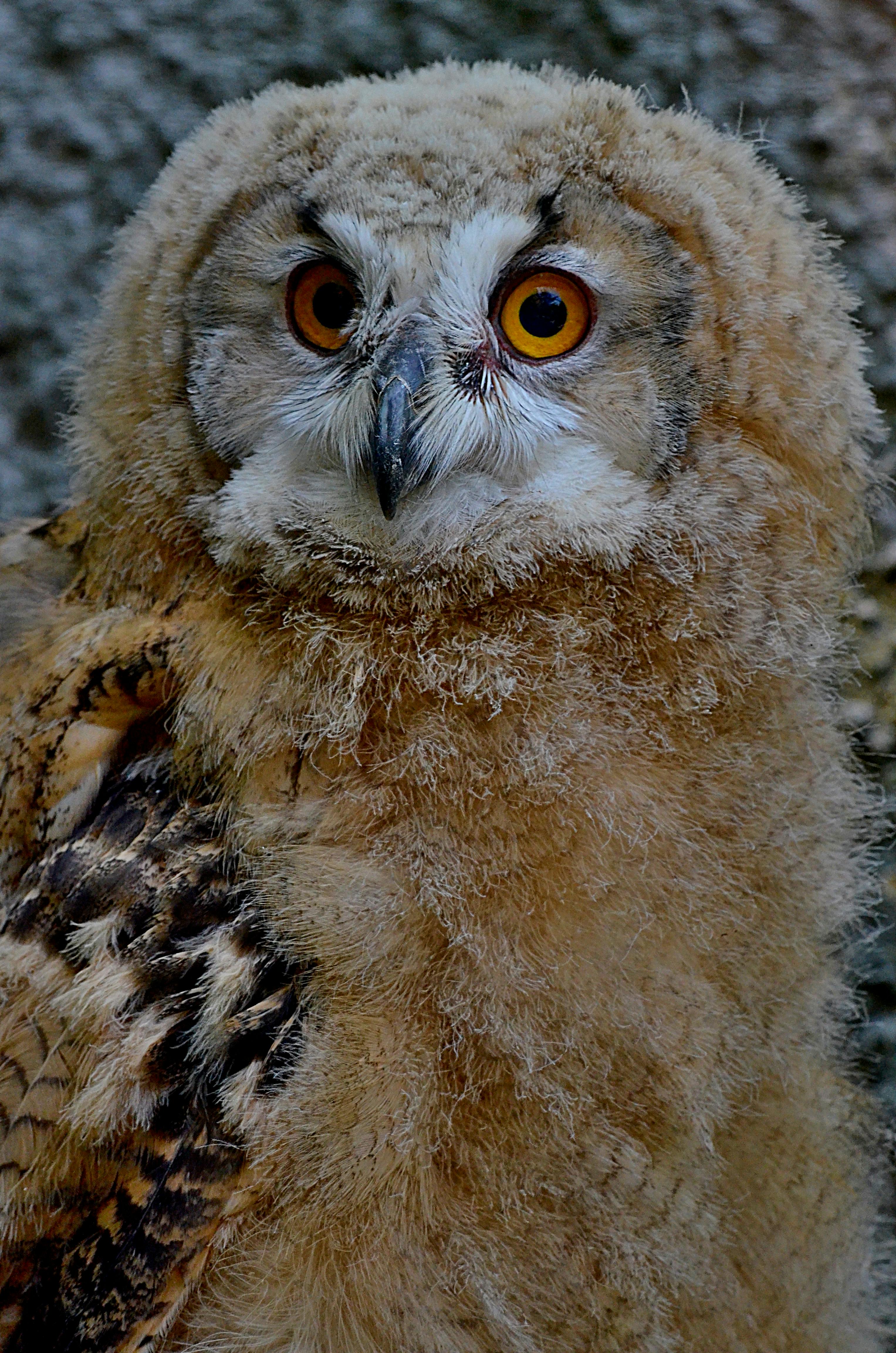 70+ Best Wise Photos · 100% Free Download · Pexels Stock Photos