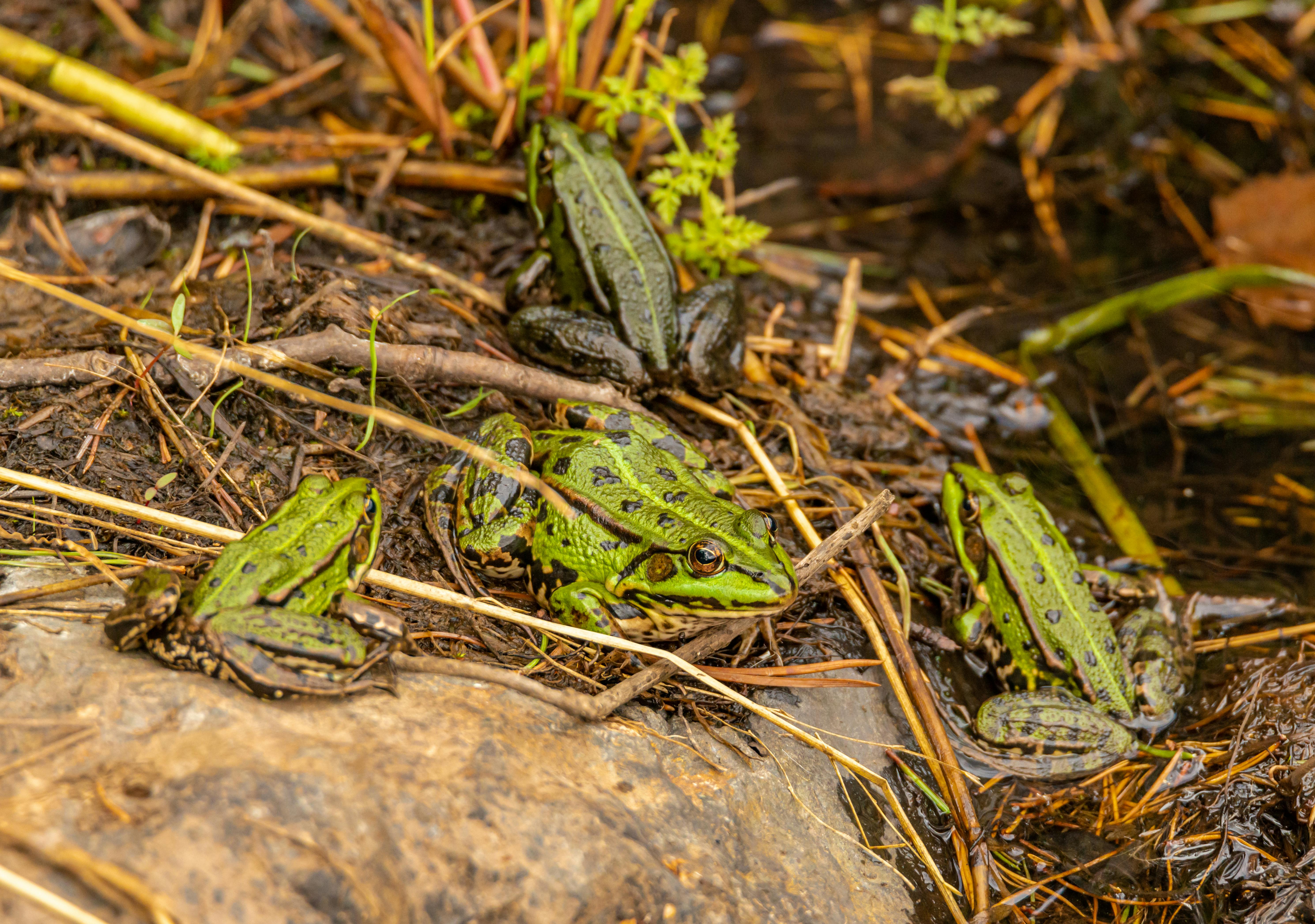 Close-up of Frogs in Wetlands · Free Stock Photo