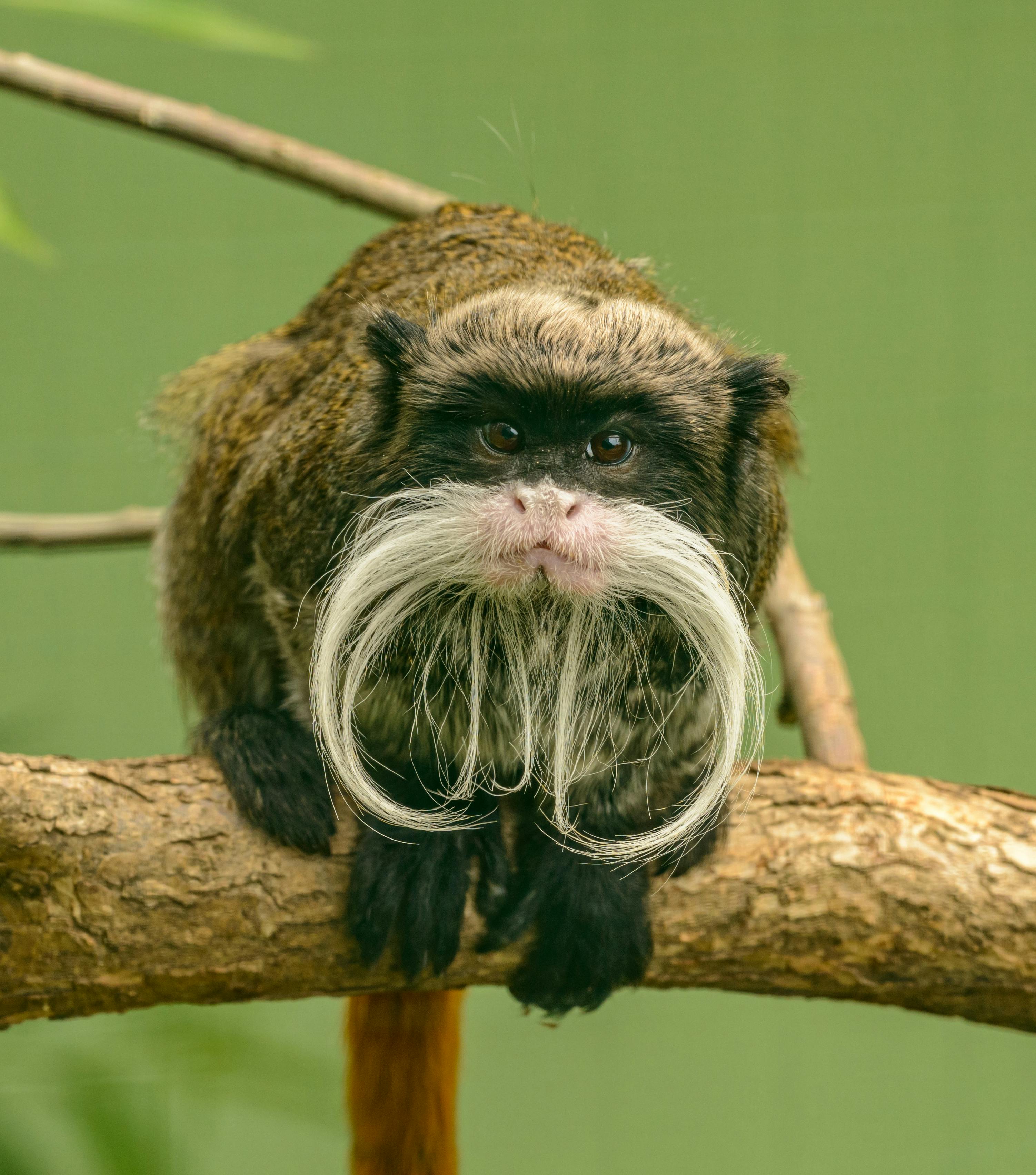 Emperor Tamarin on Brown Tree Branch · Free Stock Photo