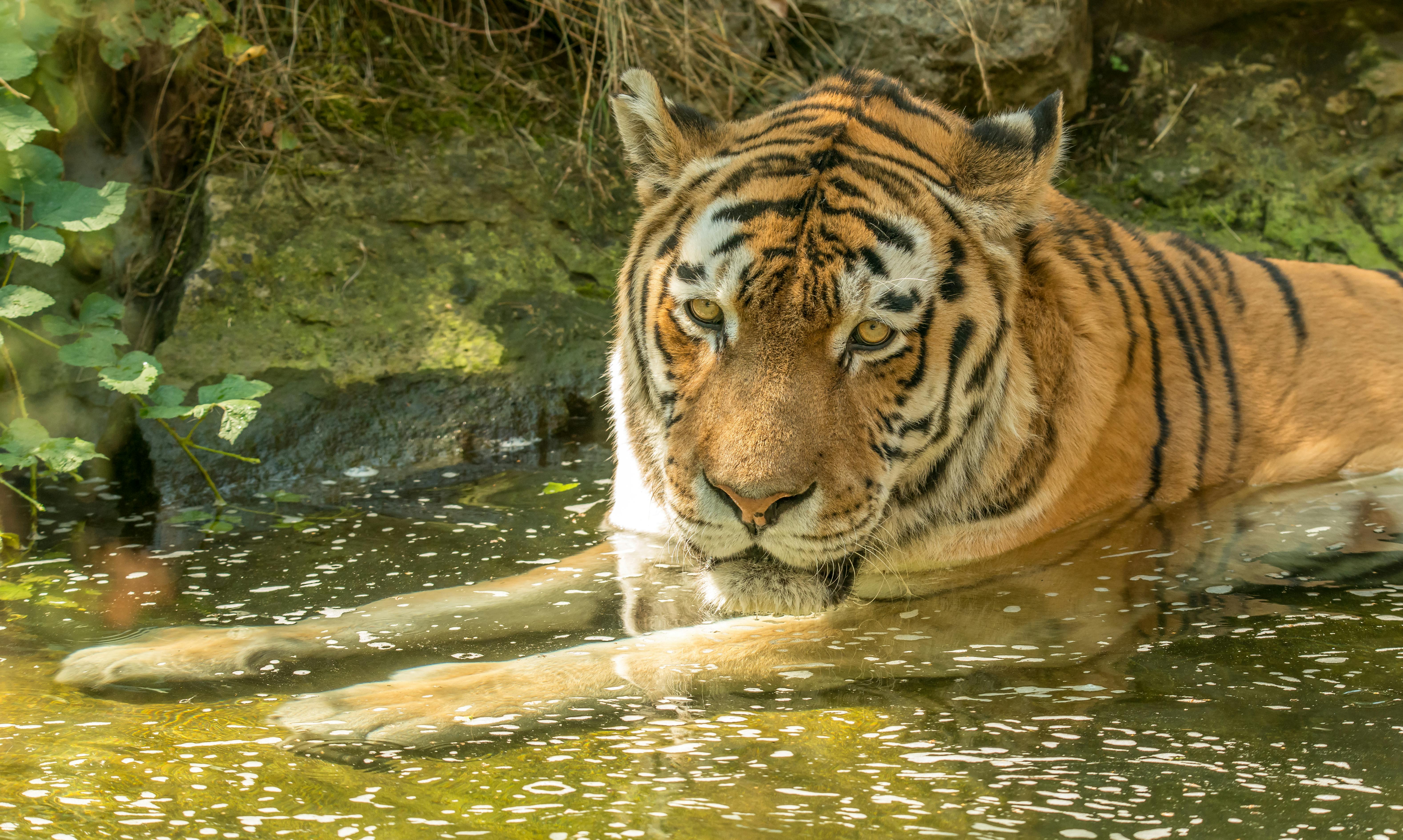 A Tiger in the Water · Free Stock Photo