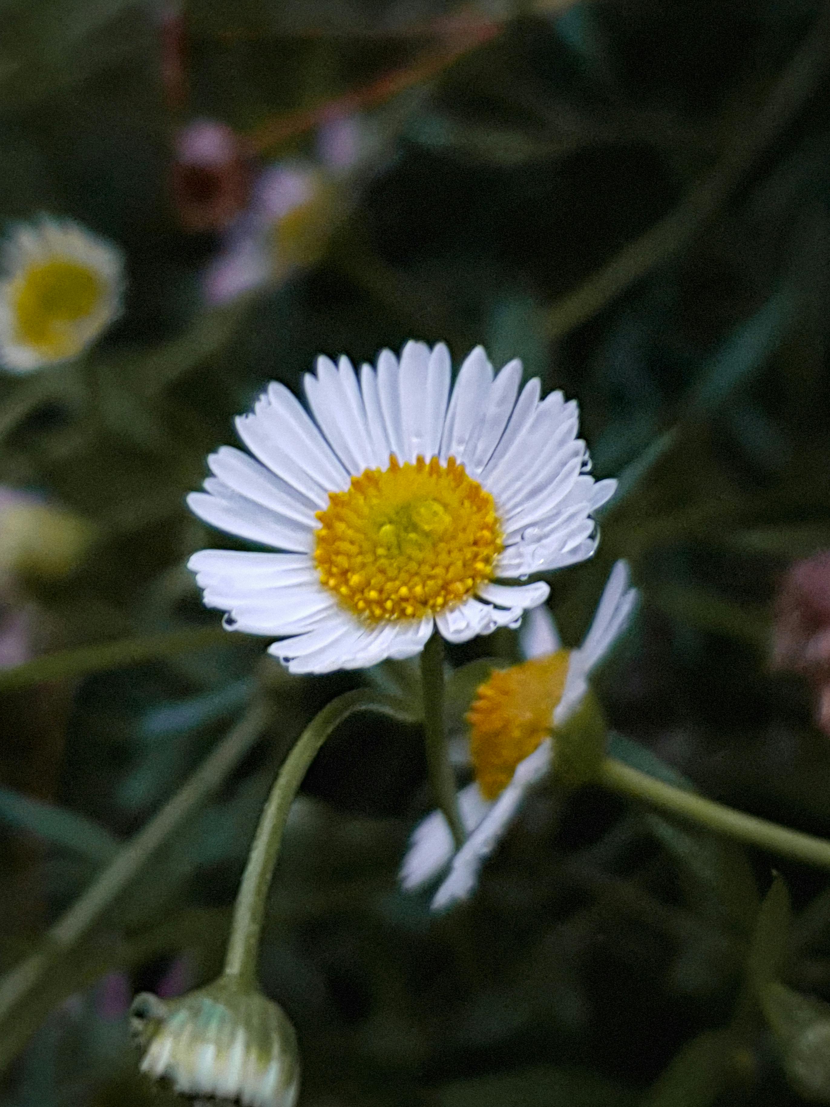Fleabane Photos, Download The BEST Free Fleabane Stock Photos & HD Images