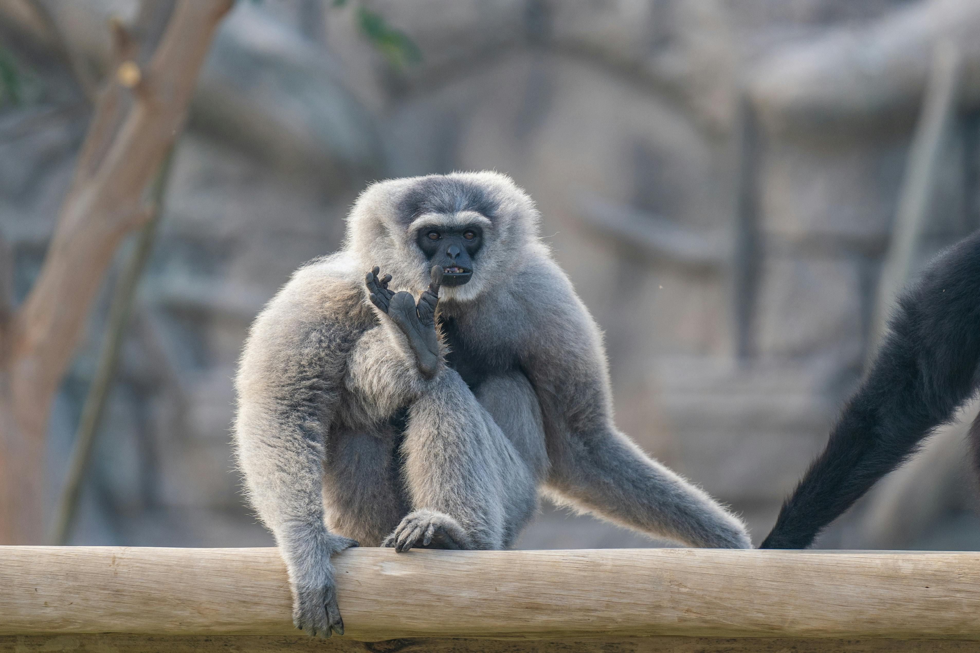 Monkey Sticking Up Middle Finger Photos, Download The BEST Free Monkey ...