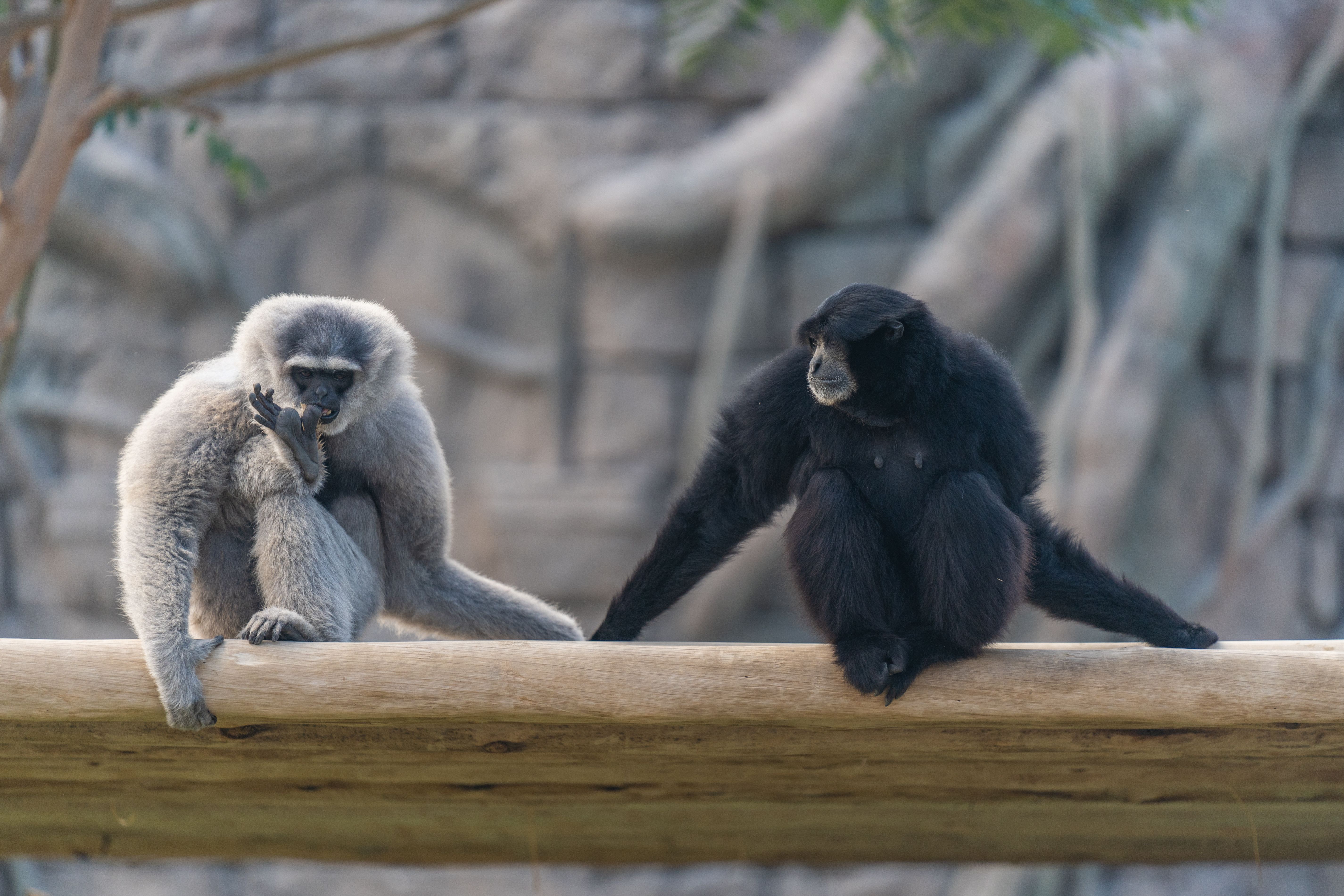 Two Gibbons Photos, Download The BEST Free Two Gibbons Stock Photos ...