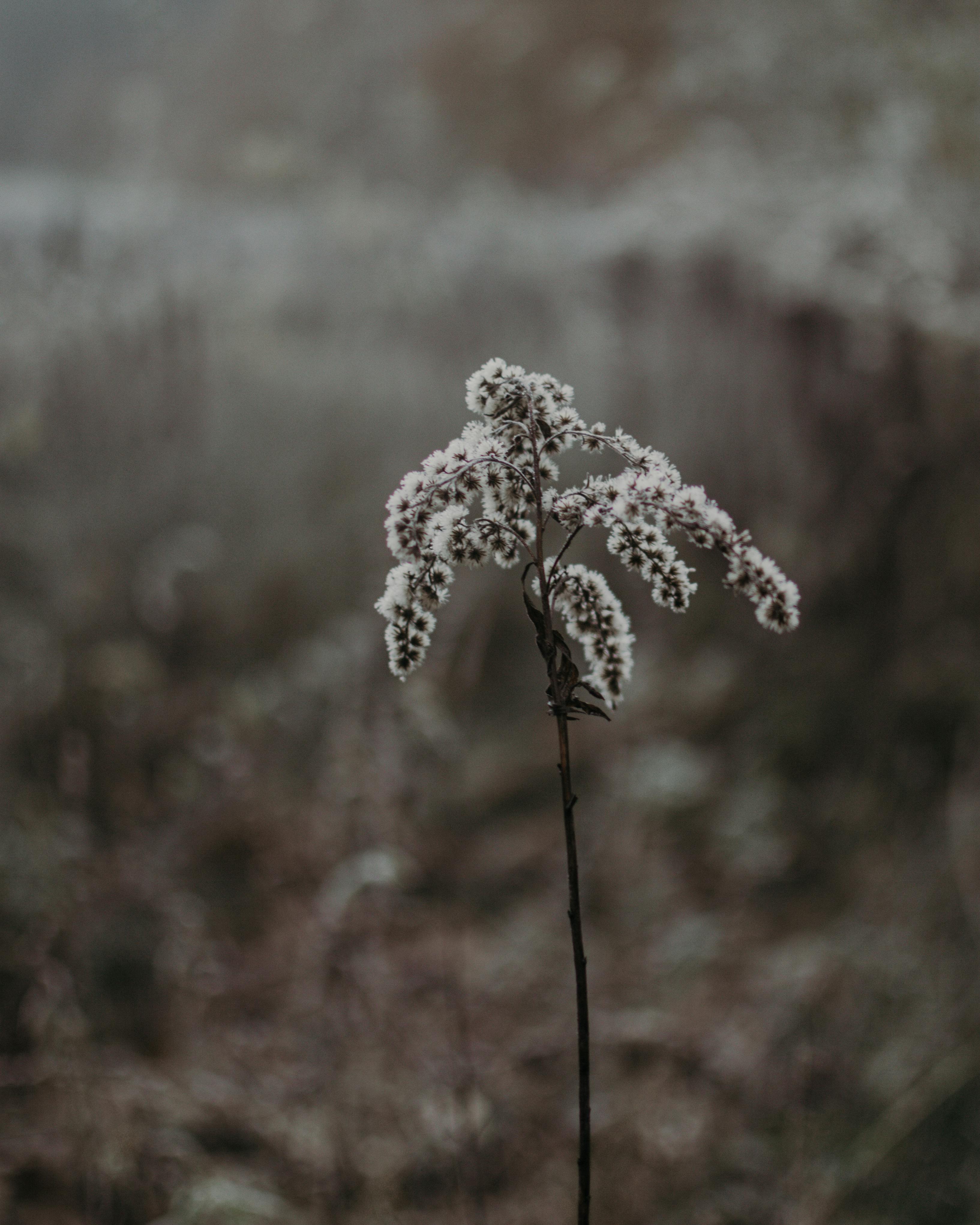 Dry thin plant in field · Free Stock Photo