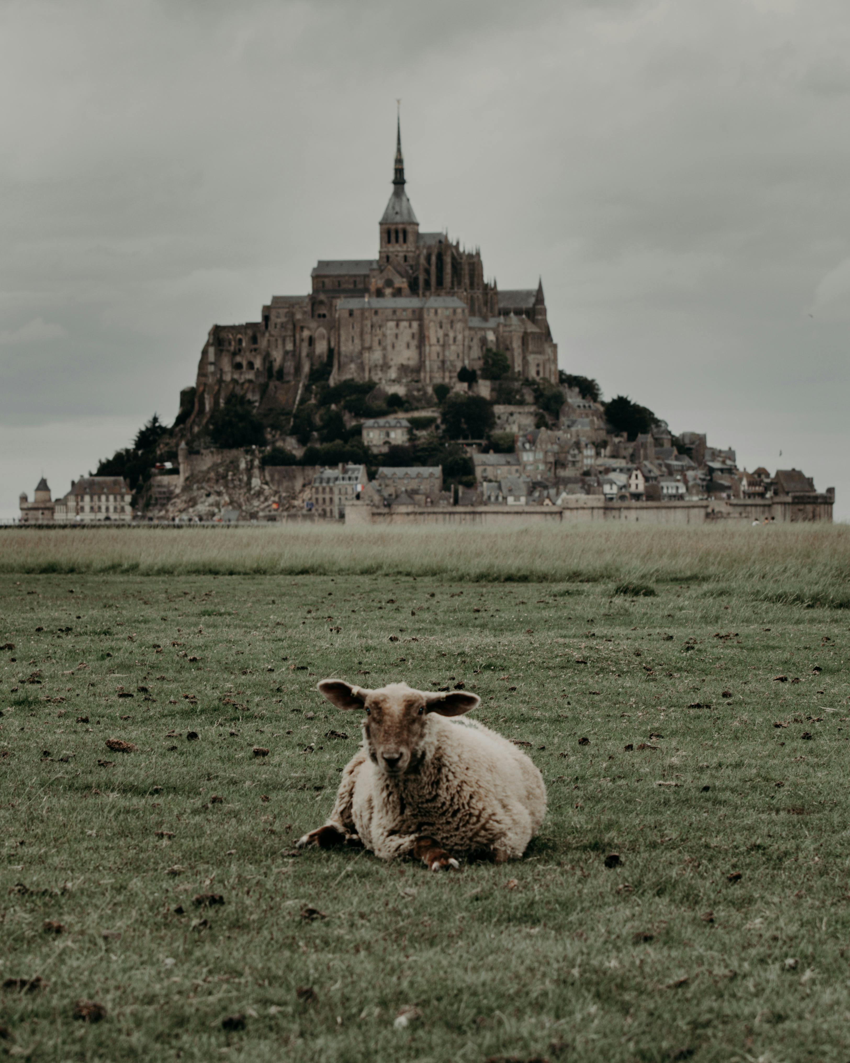 Sheep lying on meadow against medieval buildings · Free Stock Photo