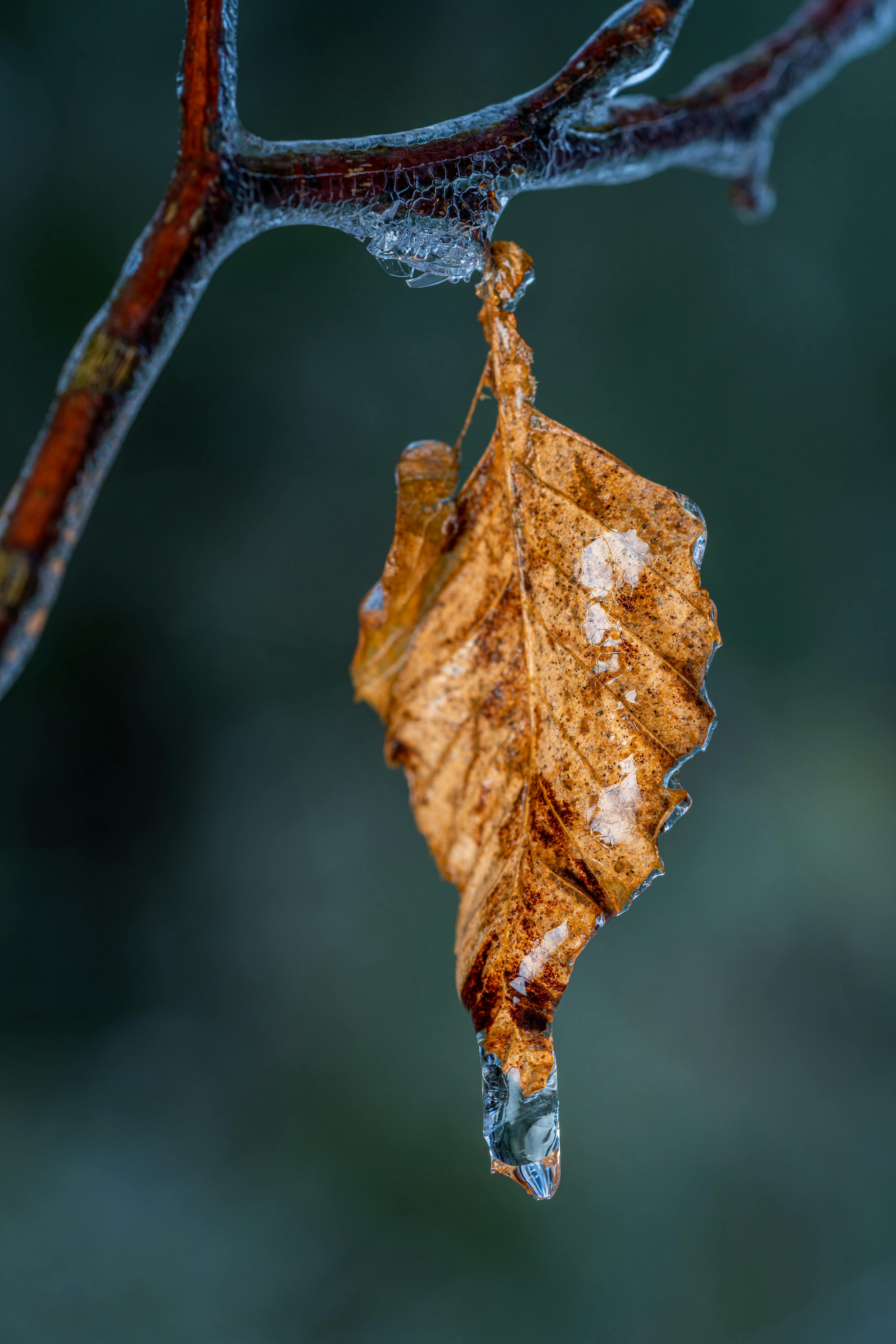 Waterdrop on dry leaf in forest · Free Stock Photo