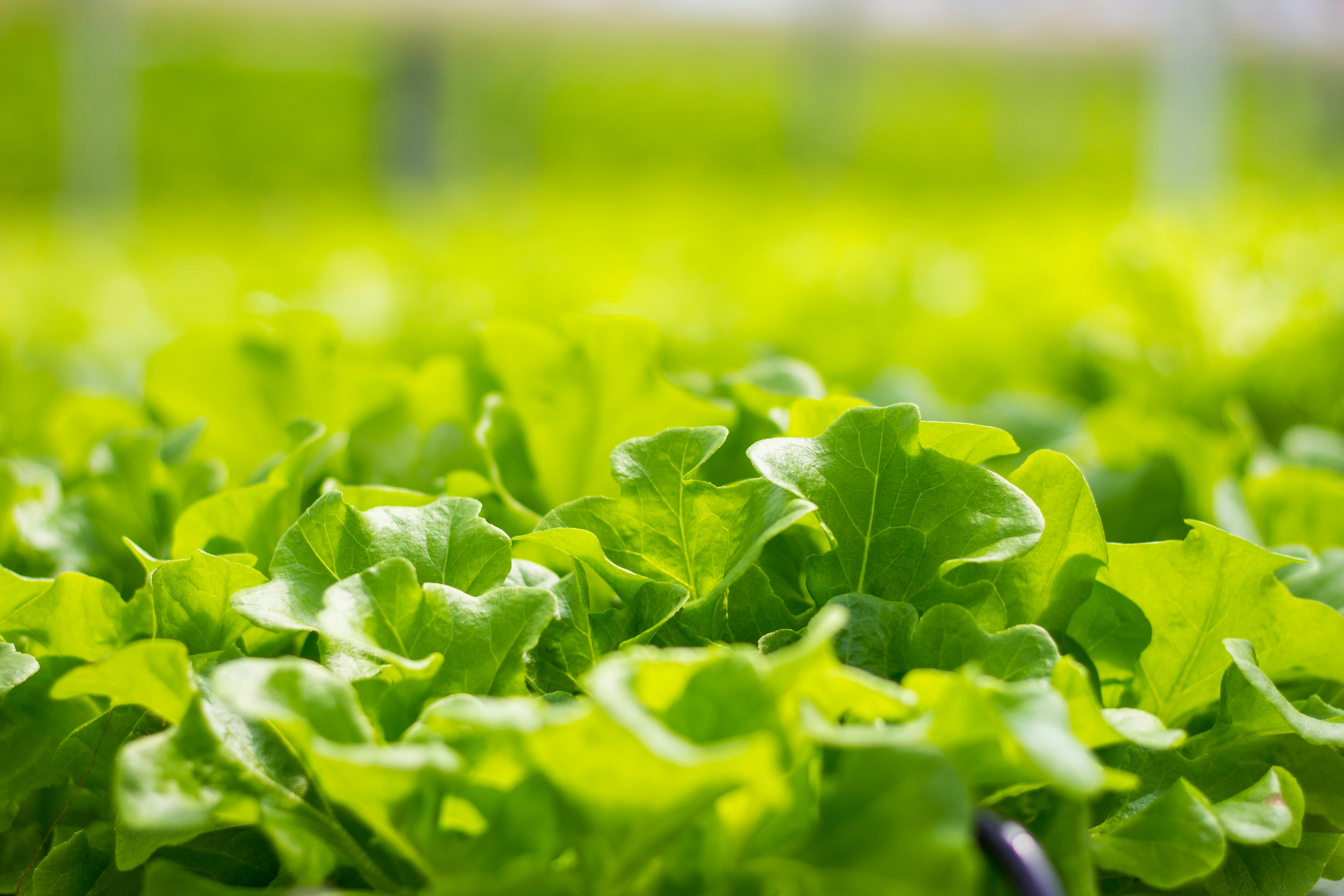 Green 3 Photos & Videos Collected by Anderson Fernandes