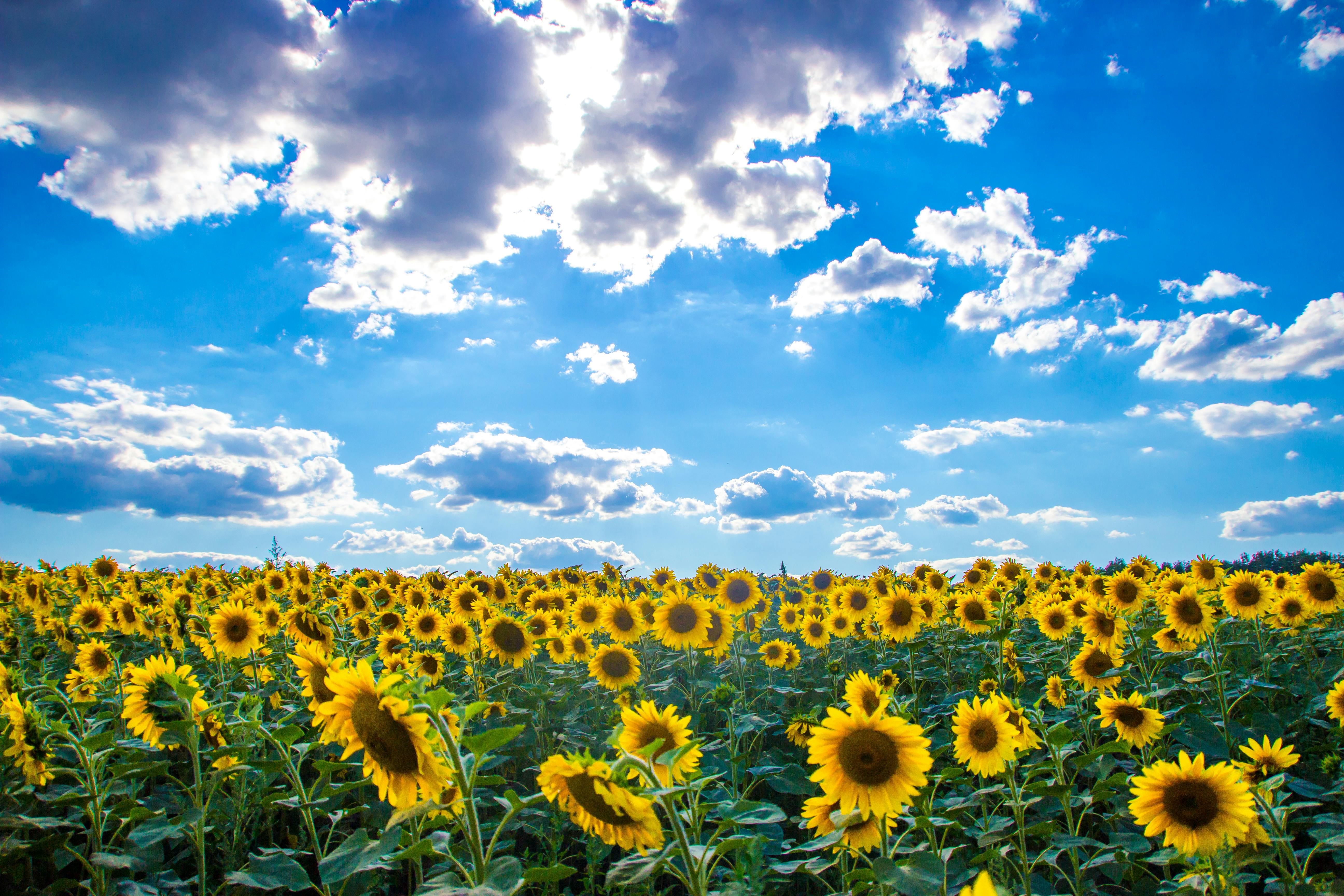 Kostenloses Foto zum Thema: bildschirmschoner, blau, feld