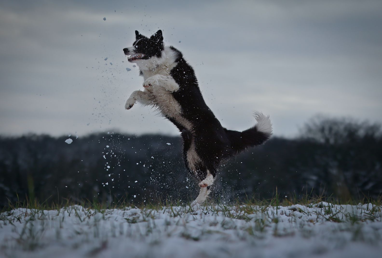 How Big Do Collies Get: Understanding Their Growth Stages