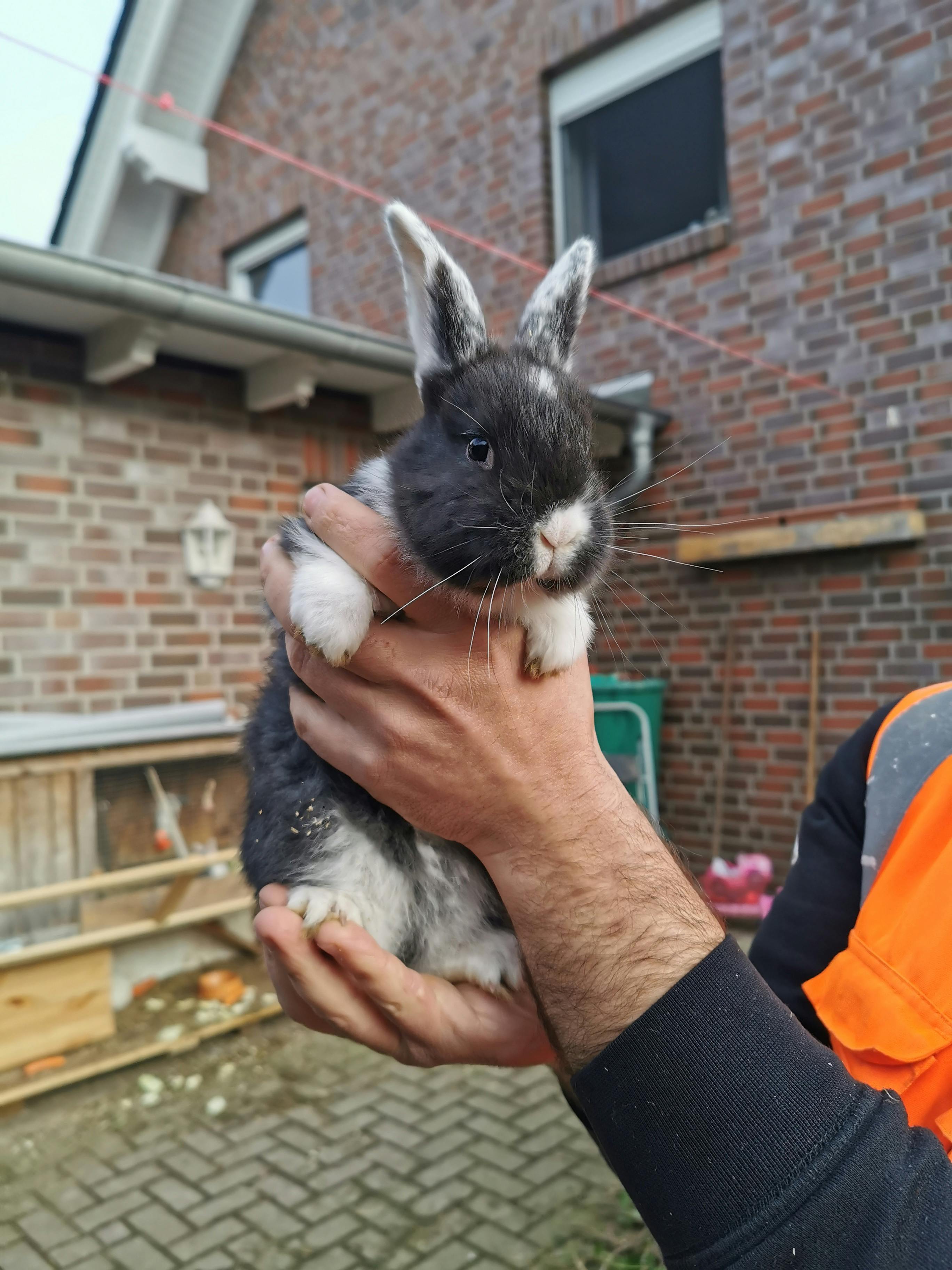 White Baby Bunnies · Free Stock Photo