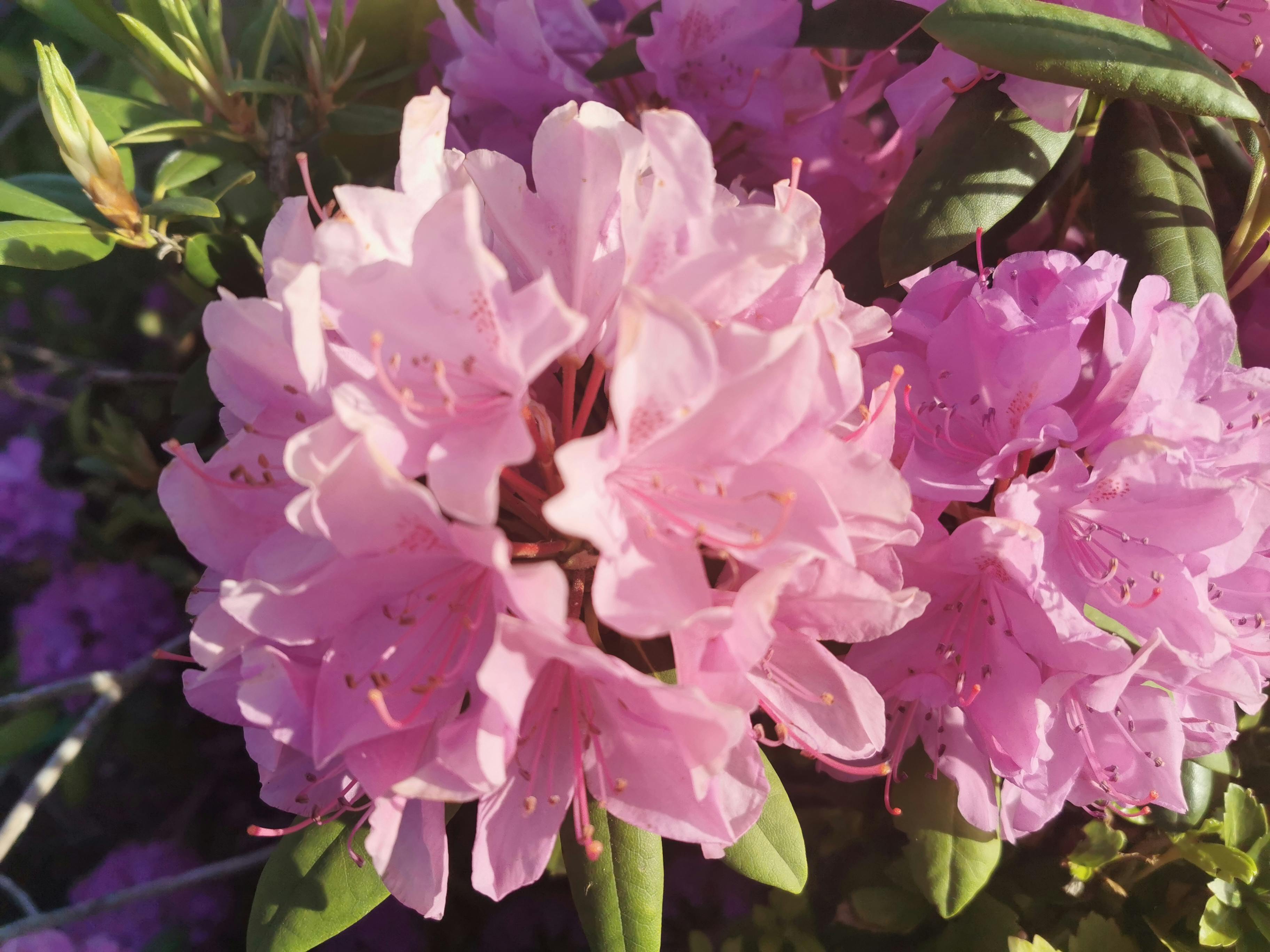 Flowers 6 Photos & Videos Collected by Gerlie Ramis