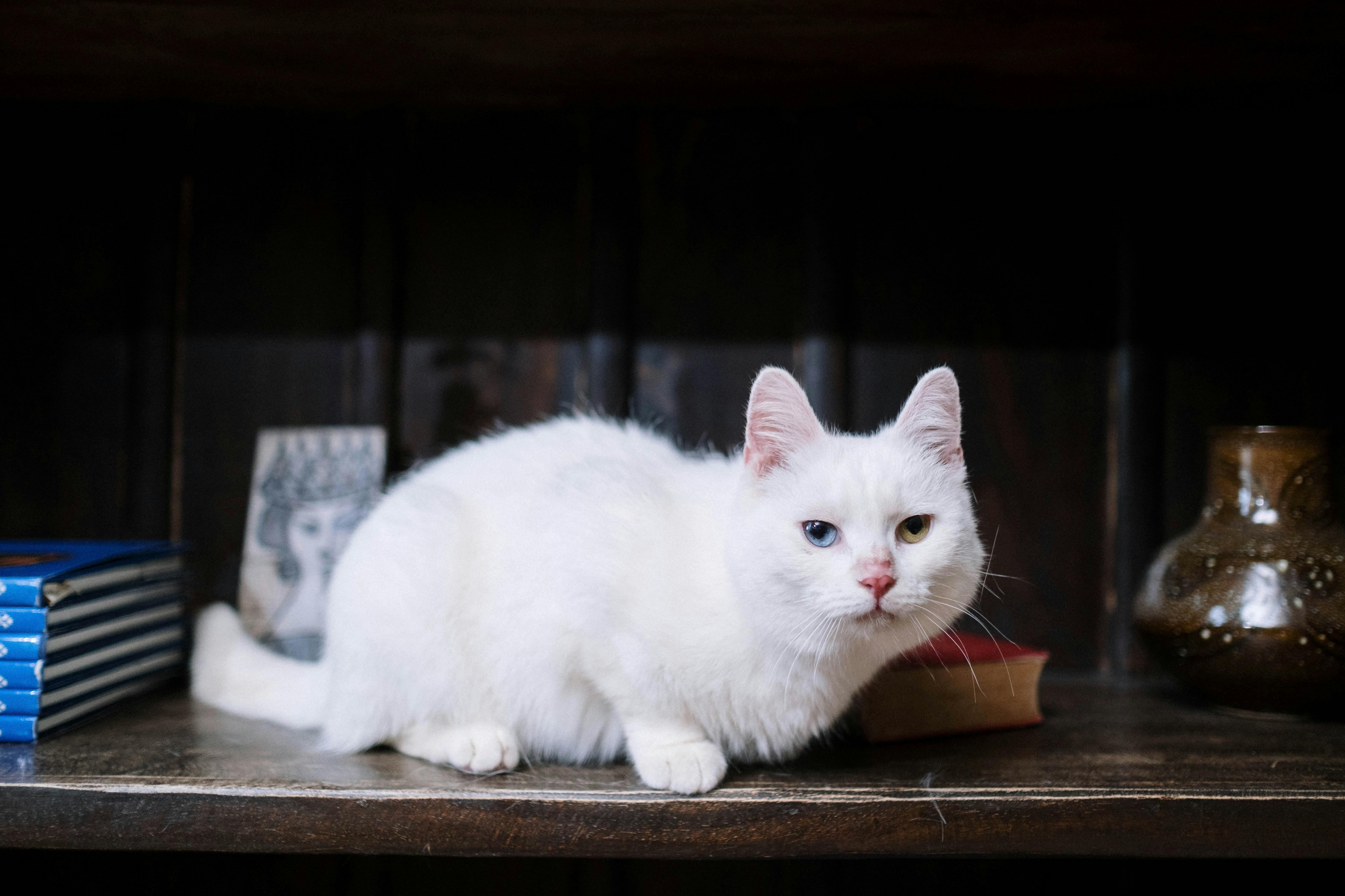 Odd-eyed White Cat · Free Stock Photo