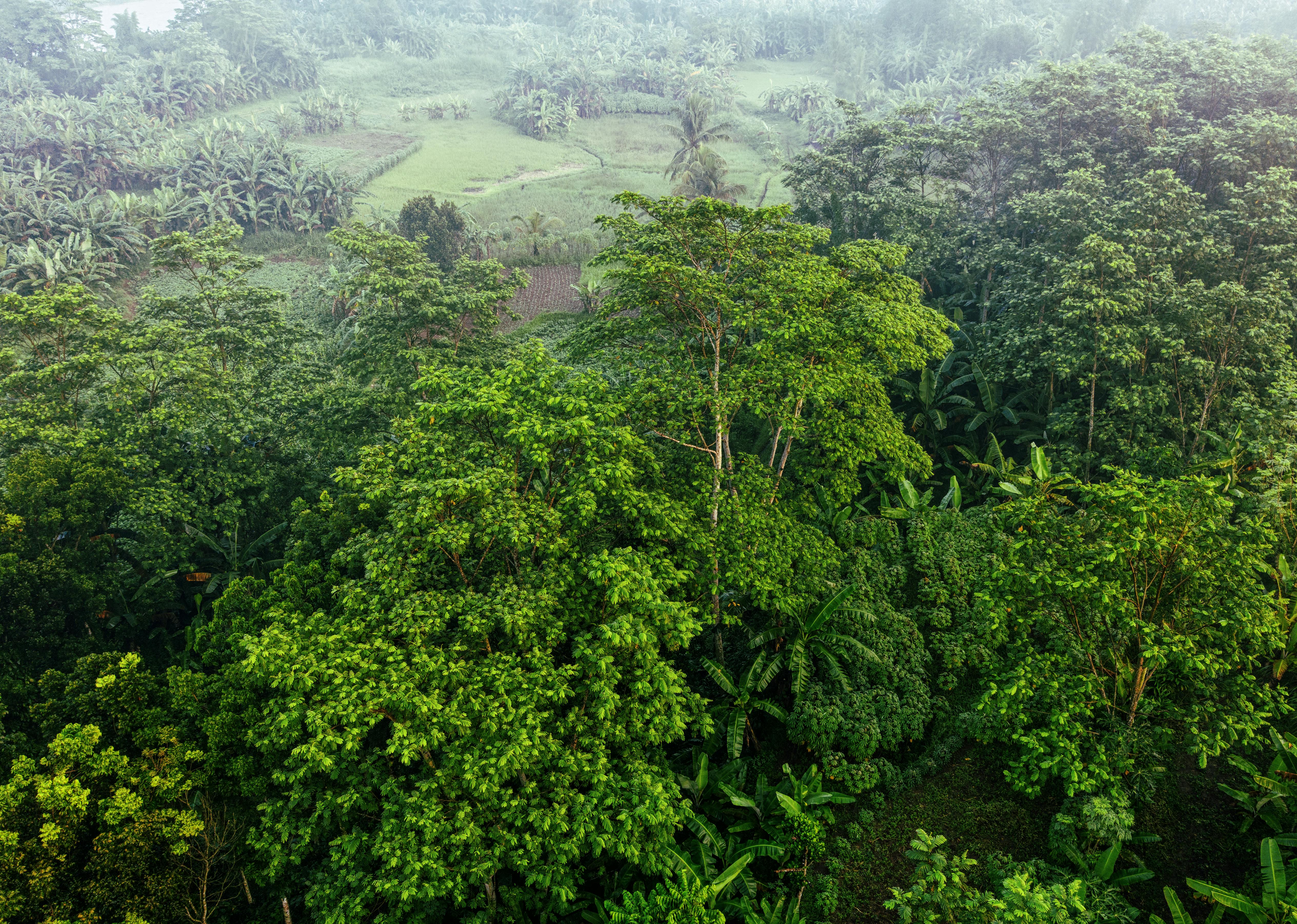 Green Leafed Tree · Free Stock Photo