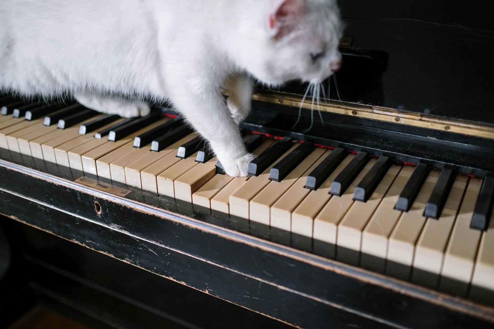 Unlocking Cats Musical Songs Memory and Context Insights