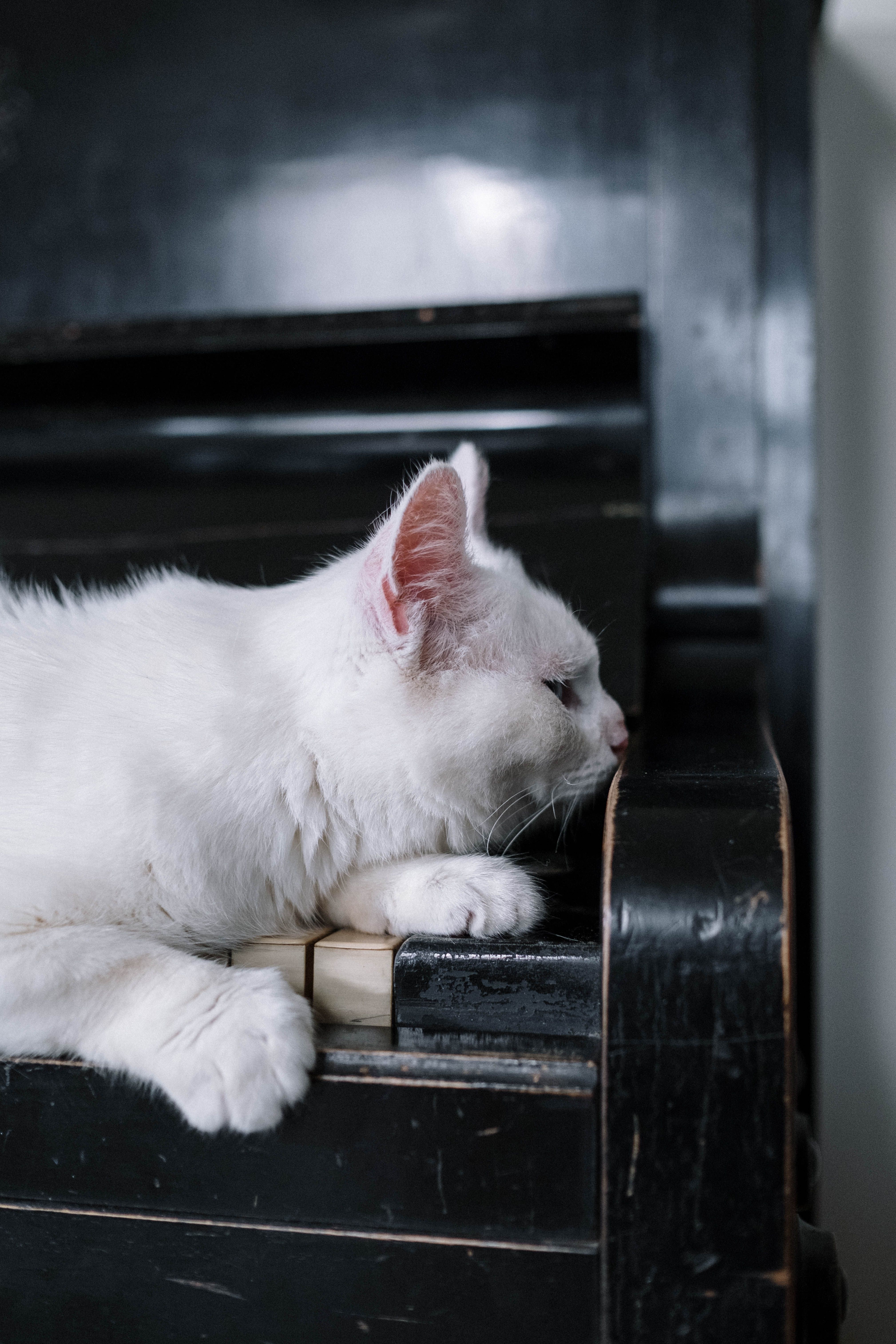 White Cat on Piano · Free Stock Photo
