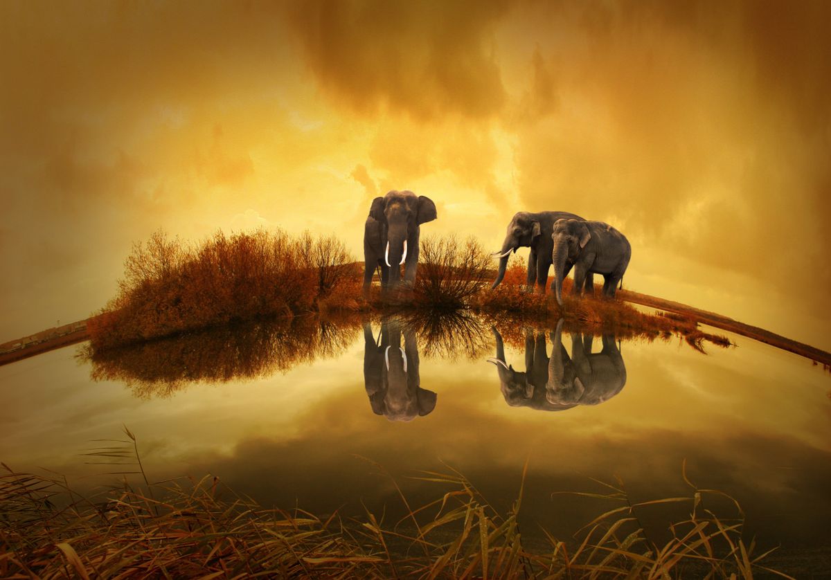 Elephants Photos, Download The BEST Free Elephants Stock Photos & HD Images