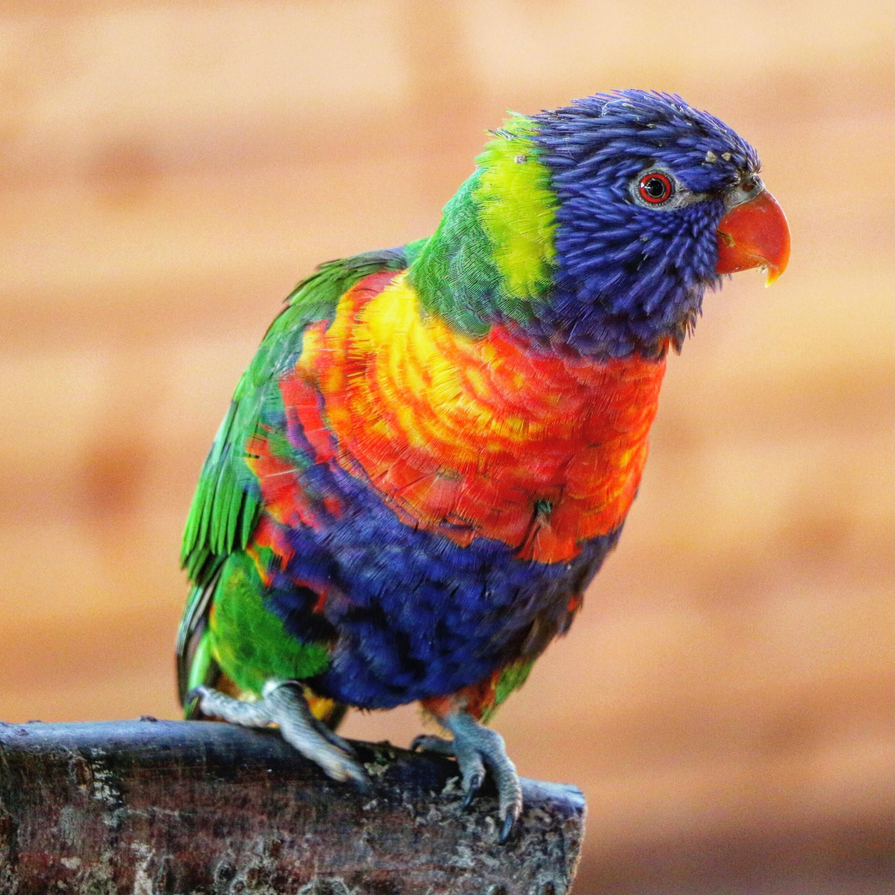 Close-Up Photo Of Perched Birds · Free Stock Photo