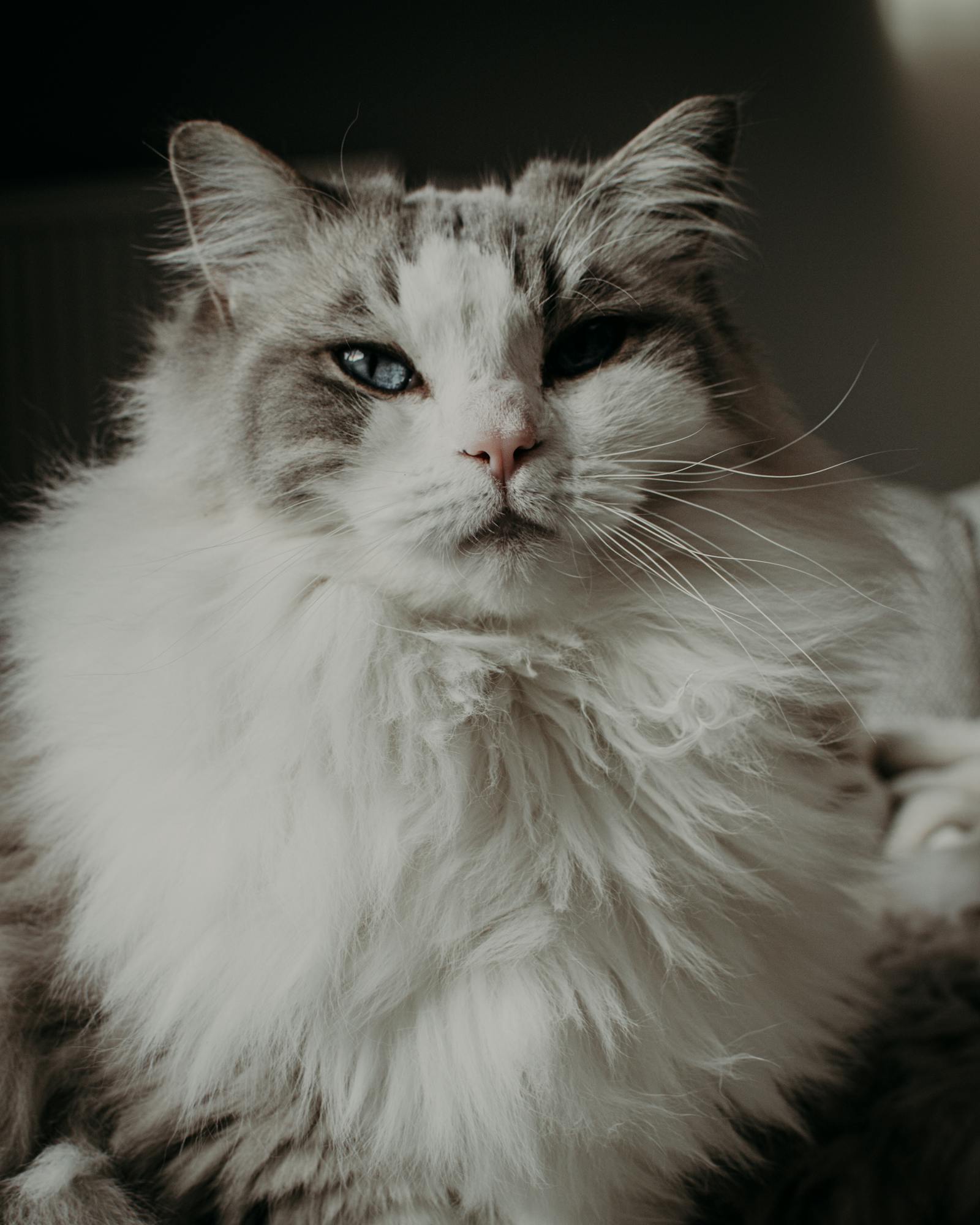 200+张最精彩的“Ragdoll”图片 · 100%免费下载 · Pexels素材图片