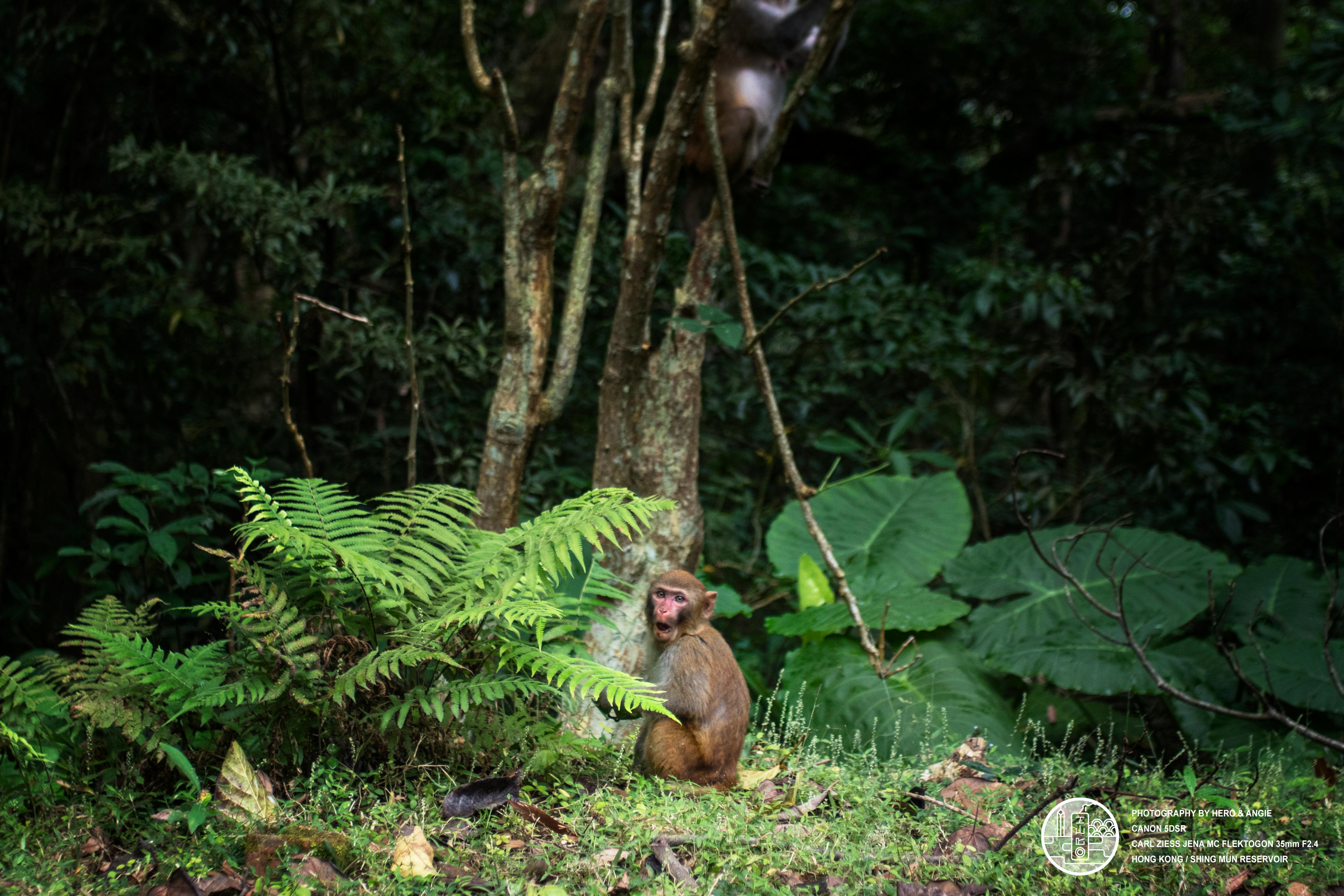 Tsang Chung Yee - 写真