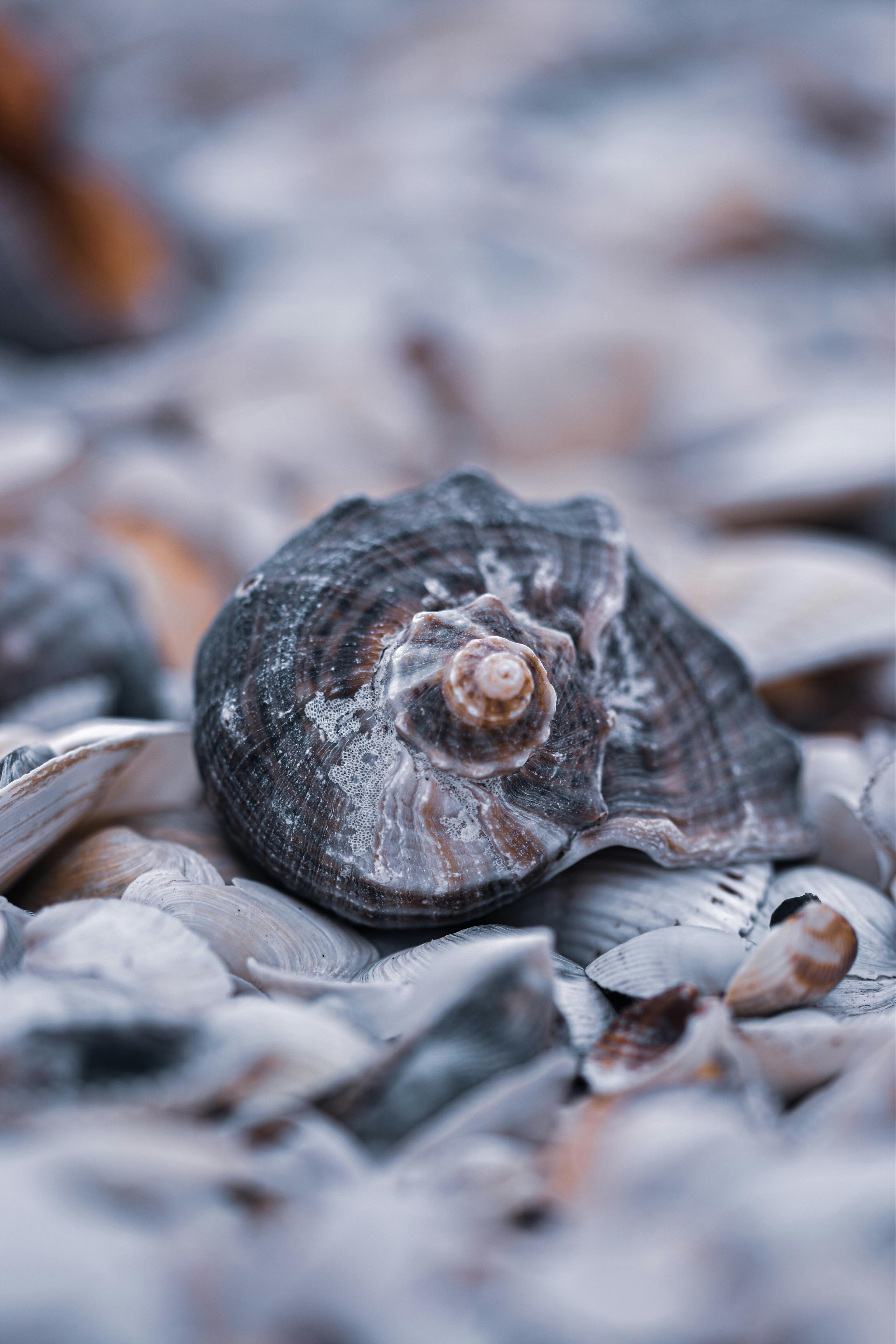 Wet veined rapa whelk shell on sandy seashore · Free Stock Photo